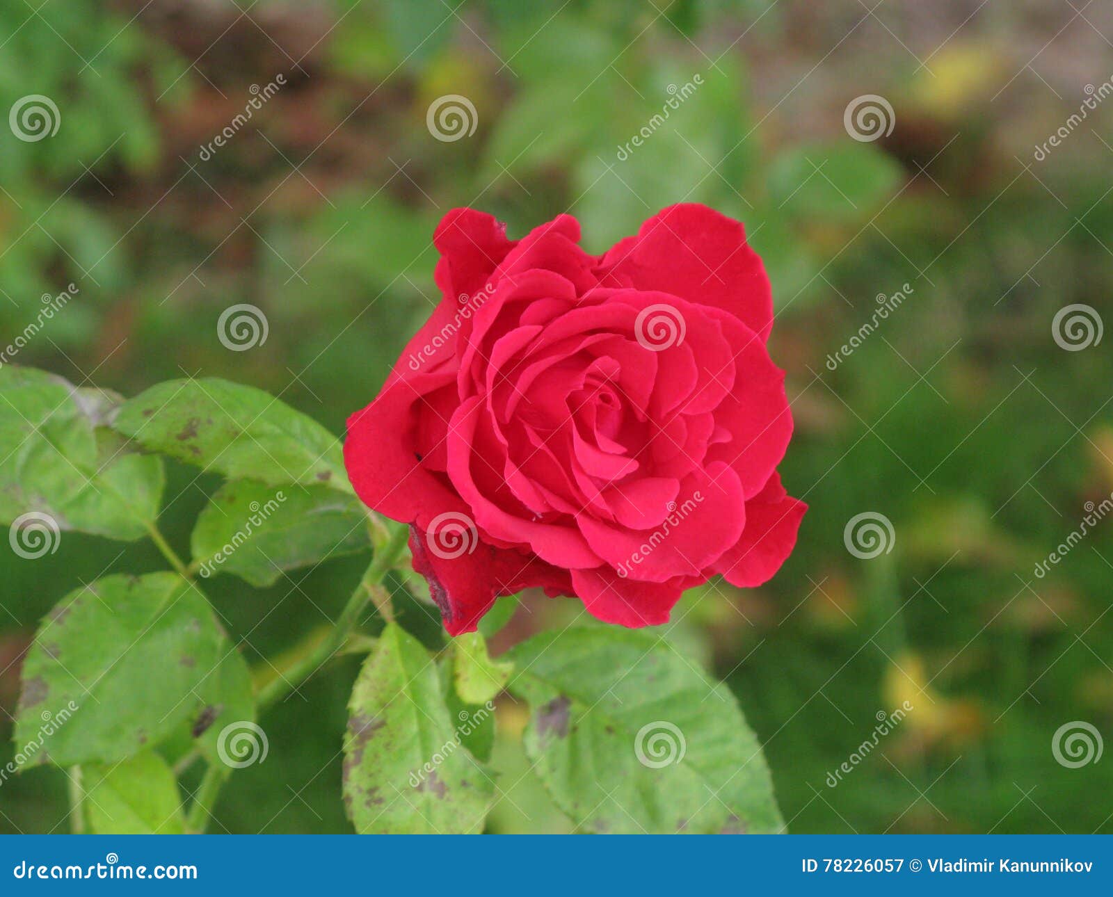 Little red rose stock image. Image of frame, garden, gift - 78226057