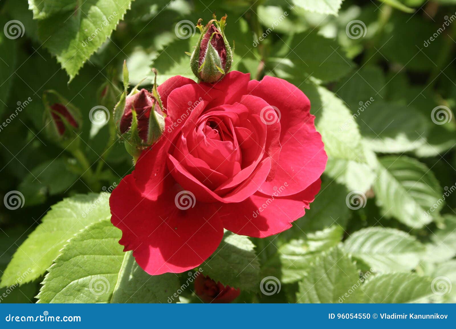 Little red rose stock photo. Image of flowerbed, flowering - 96054550
