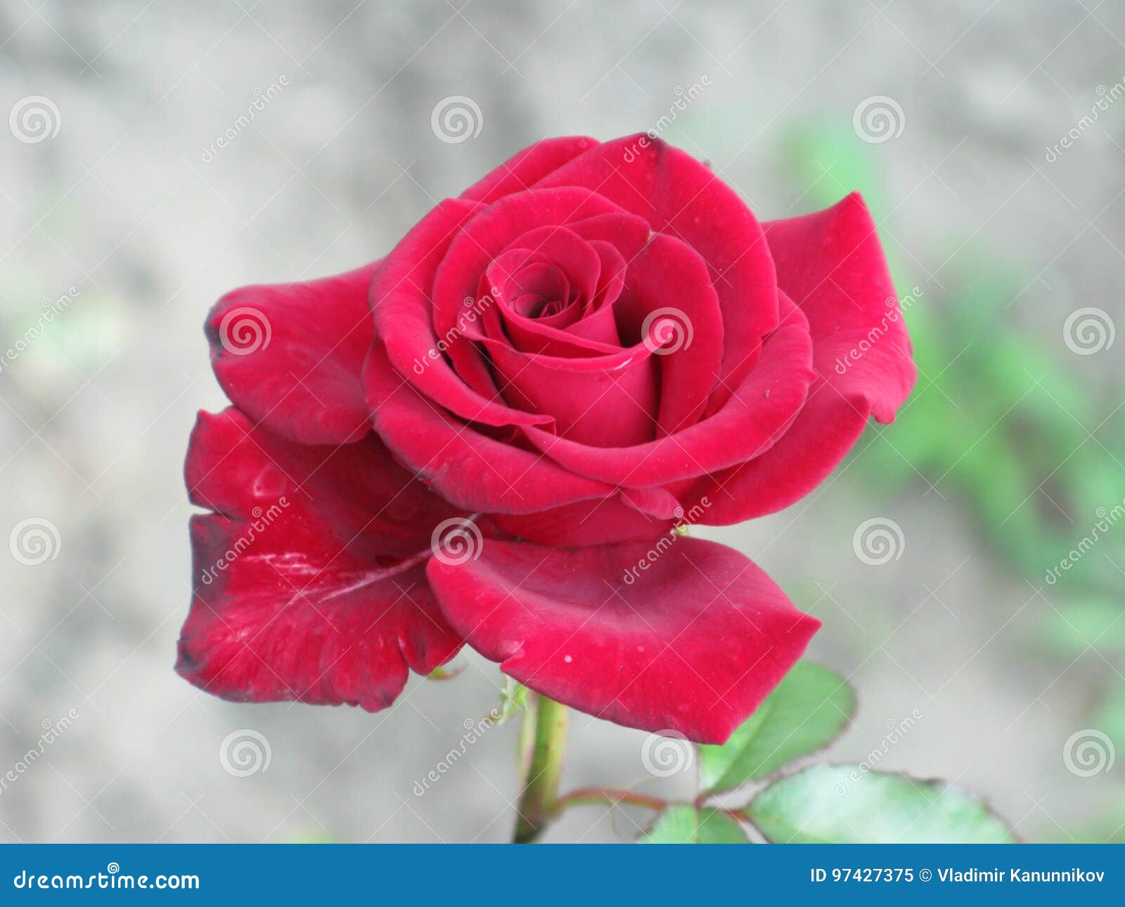 Little red rose stock image. Image of roses, bloom, small - 97427375