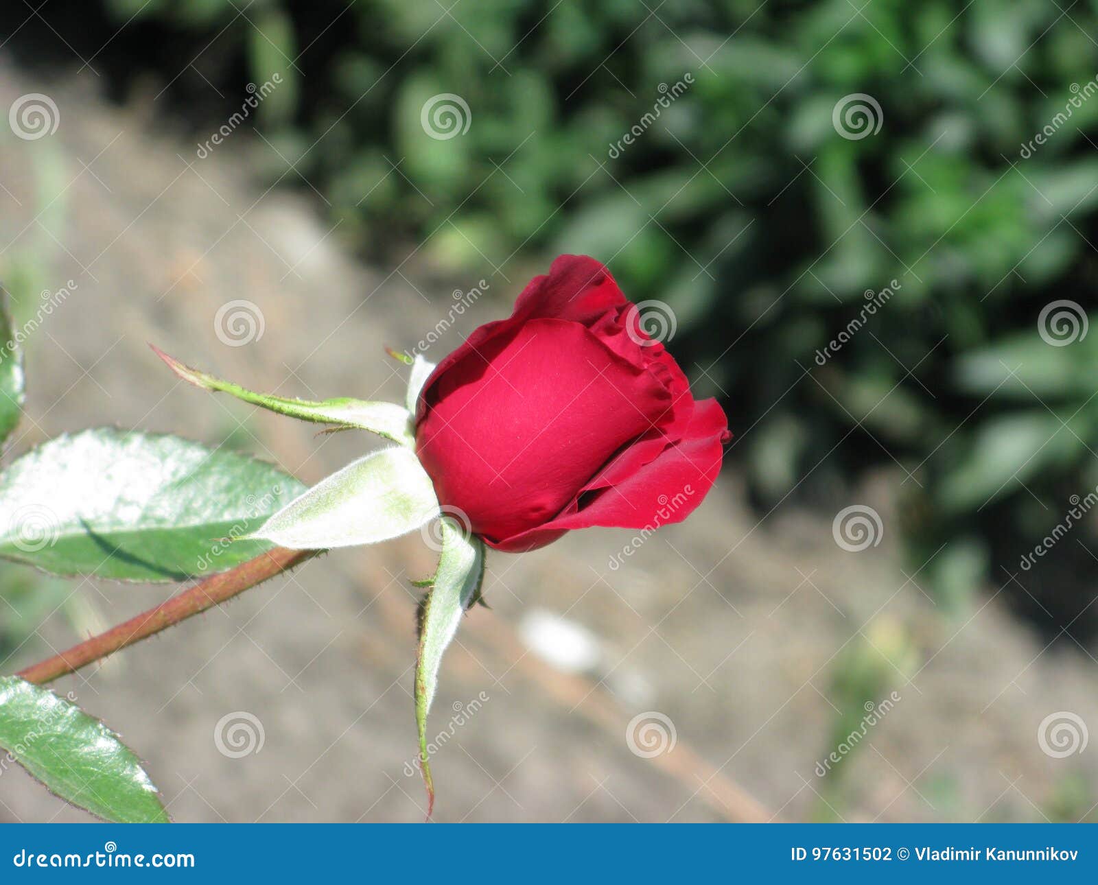 Little red rose stock photo. Image of summer, bouquet - 97631502