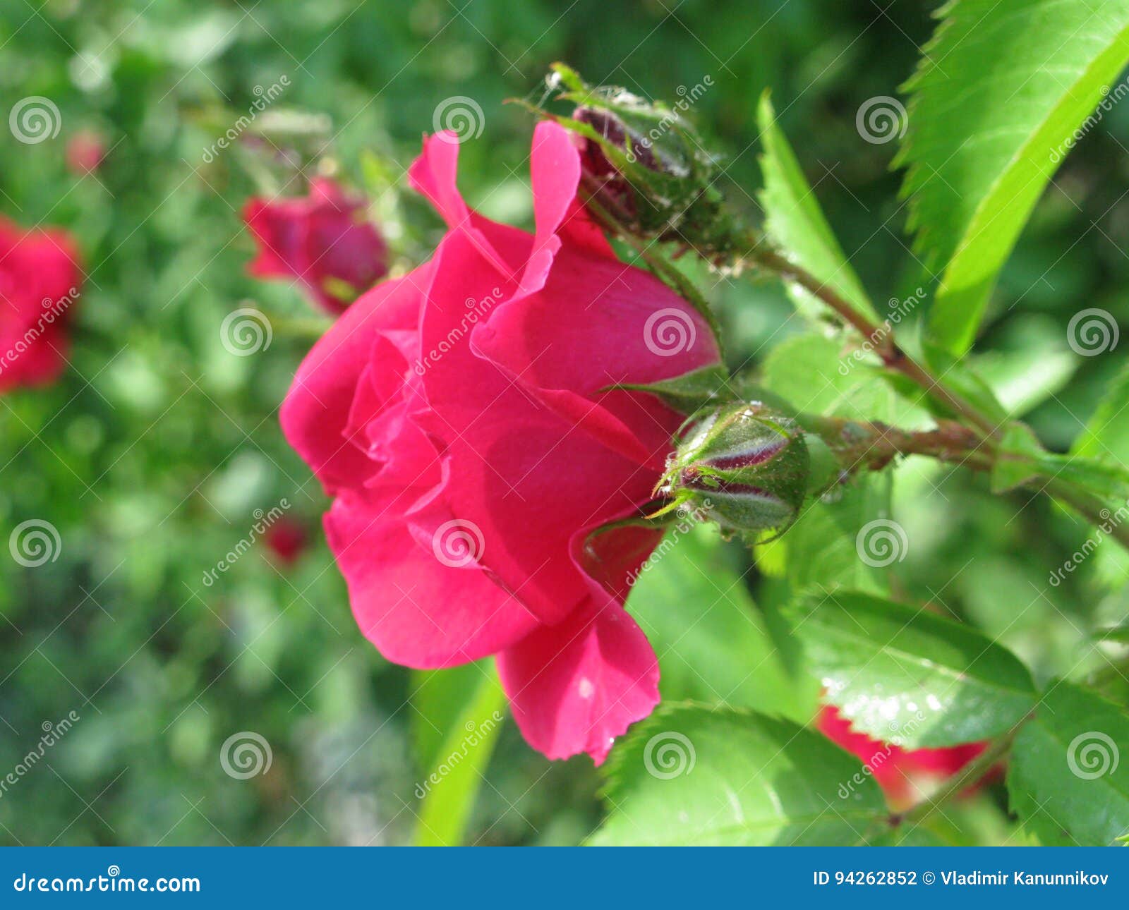 Little red Rose stock photo. Image of little, flowers - 94262852