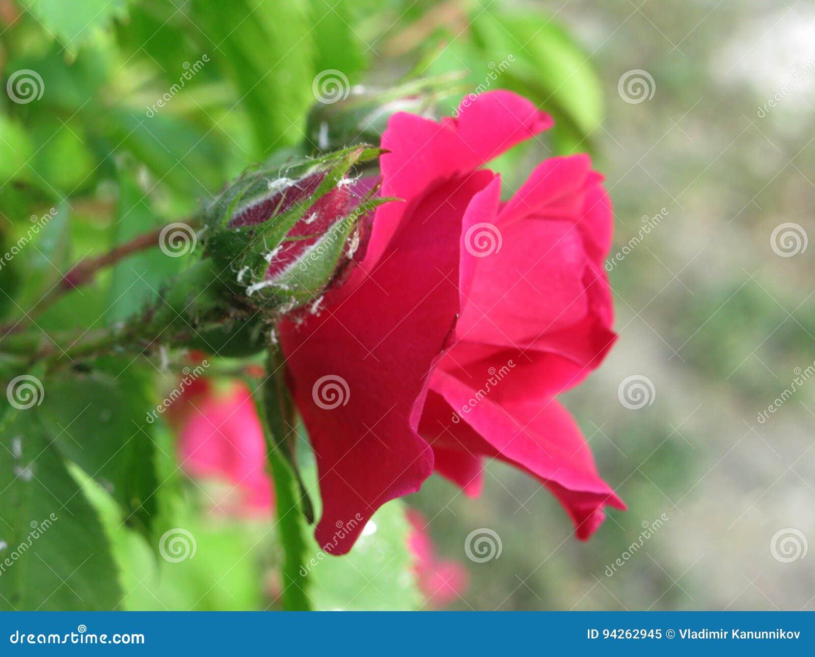 Little red Rose stock image. Image of bright, flowers - 94262945