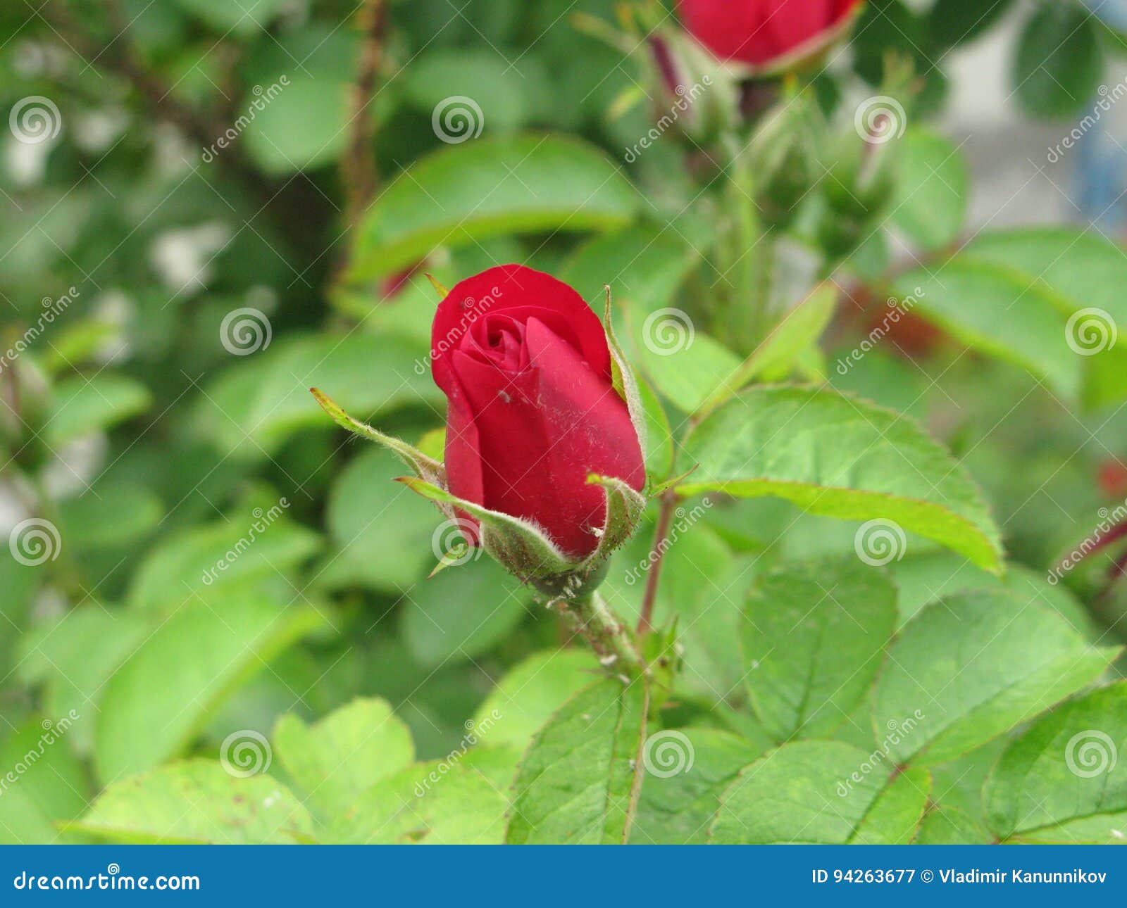 Little red Rose stock image. Image of bouquet, little - 94263677