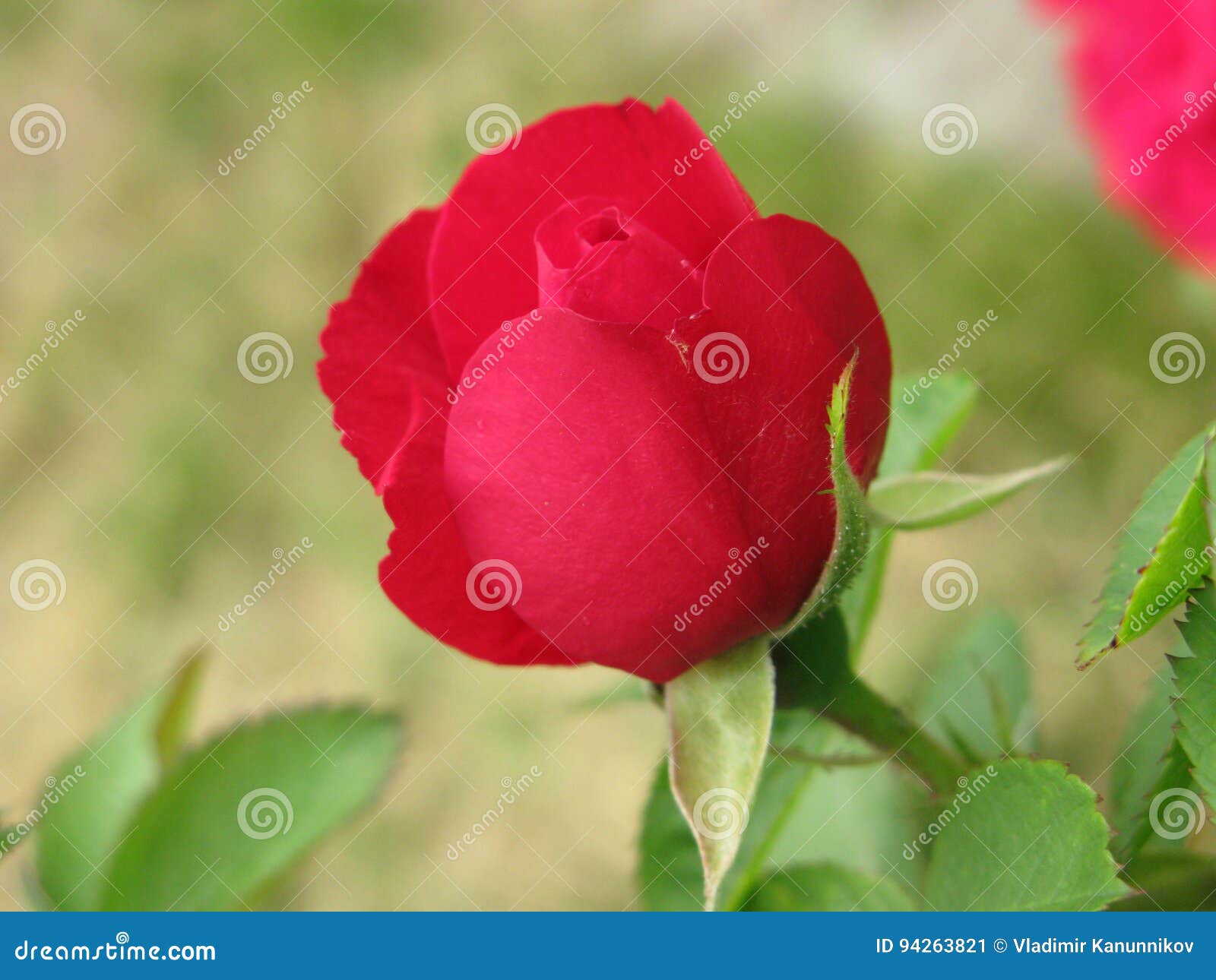 Little red Rose stock image. Image of rose, garden, frame - 94263821