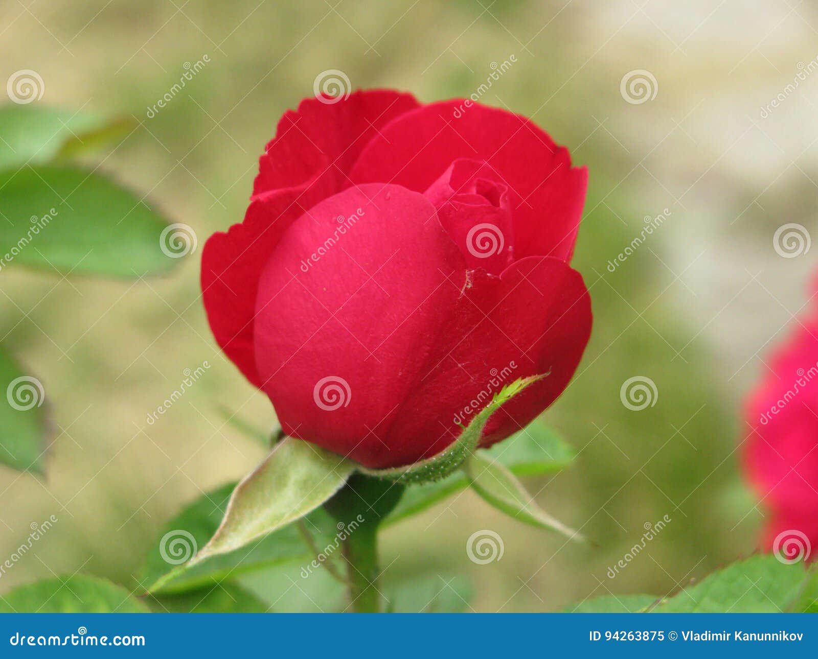 Little red Rose stock image. Image of bright, summer - 94263875