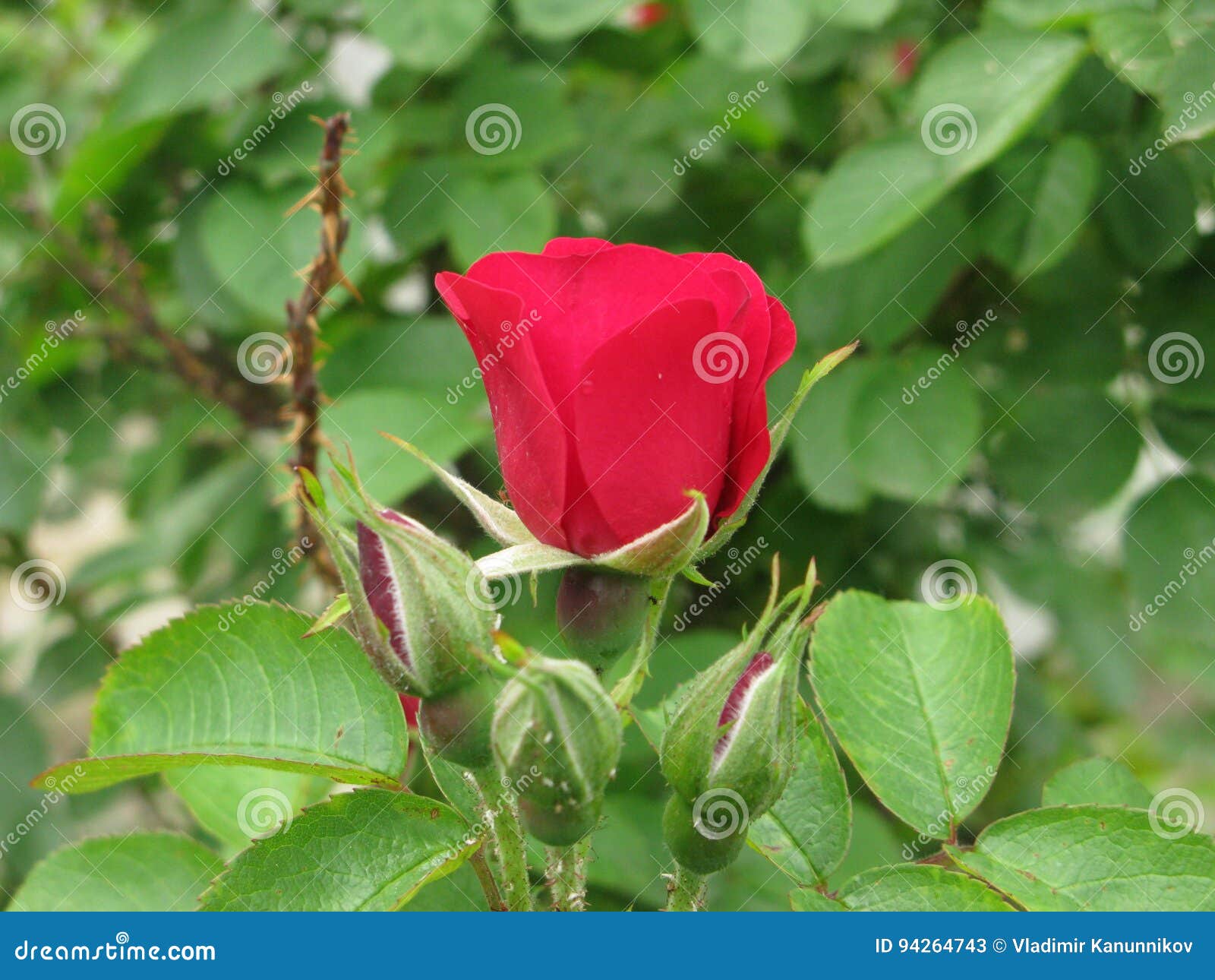 Little red Rose stock image. Image of frame, bright, garden - 94264743