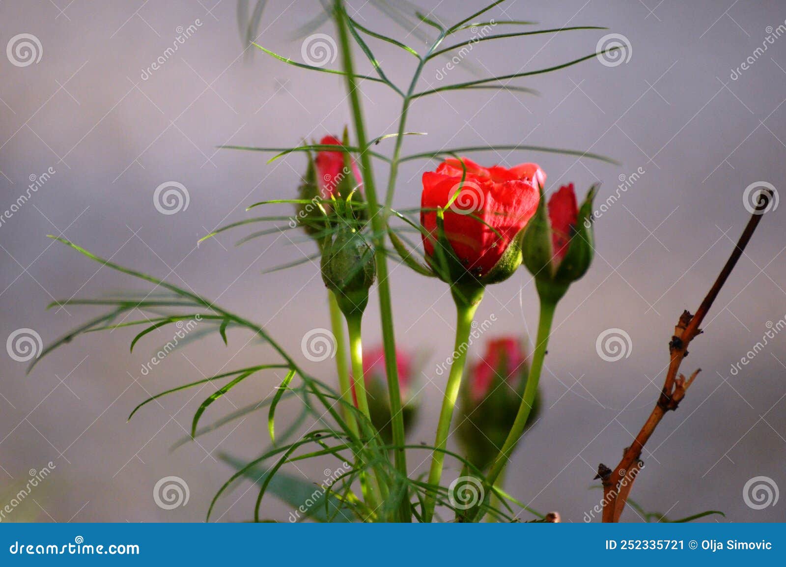 Little Red Rose in the Yard Stock Image - Image of color, leaf: 252335721