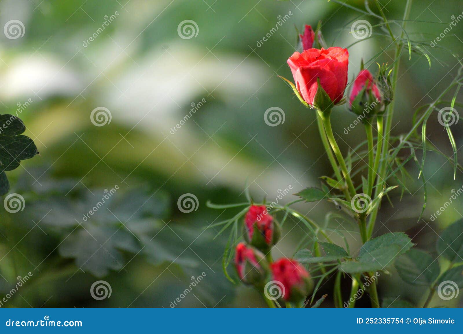 Little Red Rose in the Yard Stock Photo - Image of petal, green: 252335754