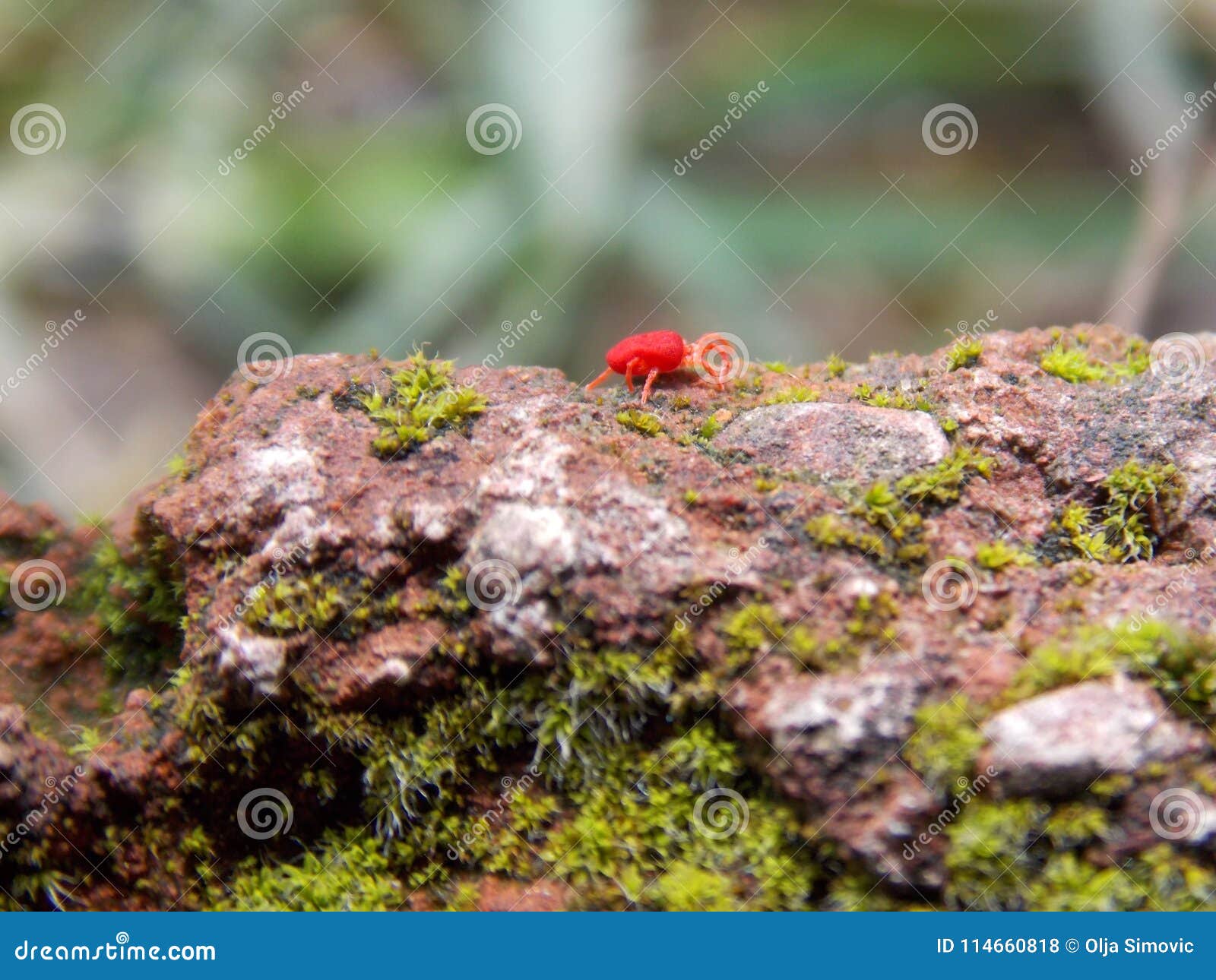 Little red spider stock photo. Image of animal, nature - 114660818