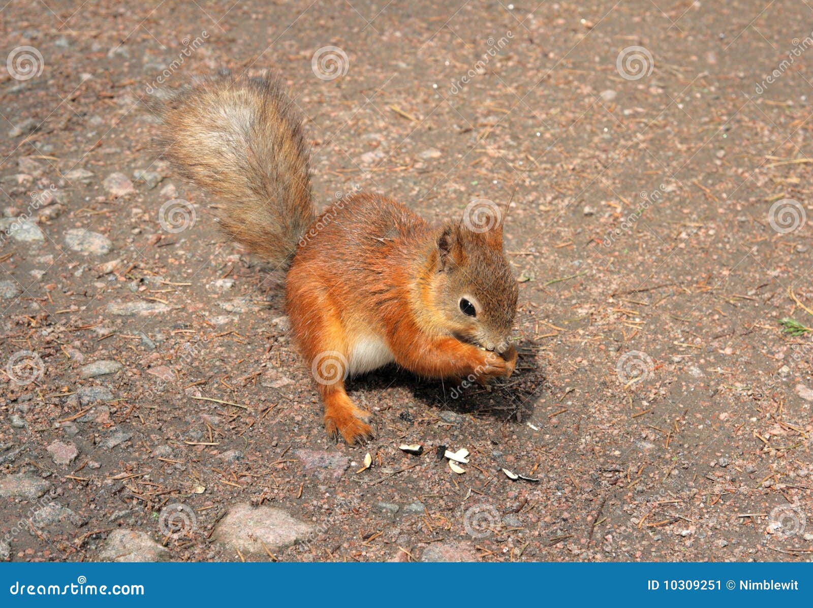 Little red squirrel stock image. Image of grass, endangered - 10309251