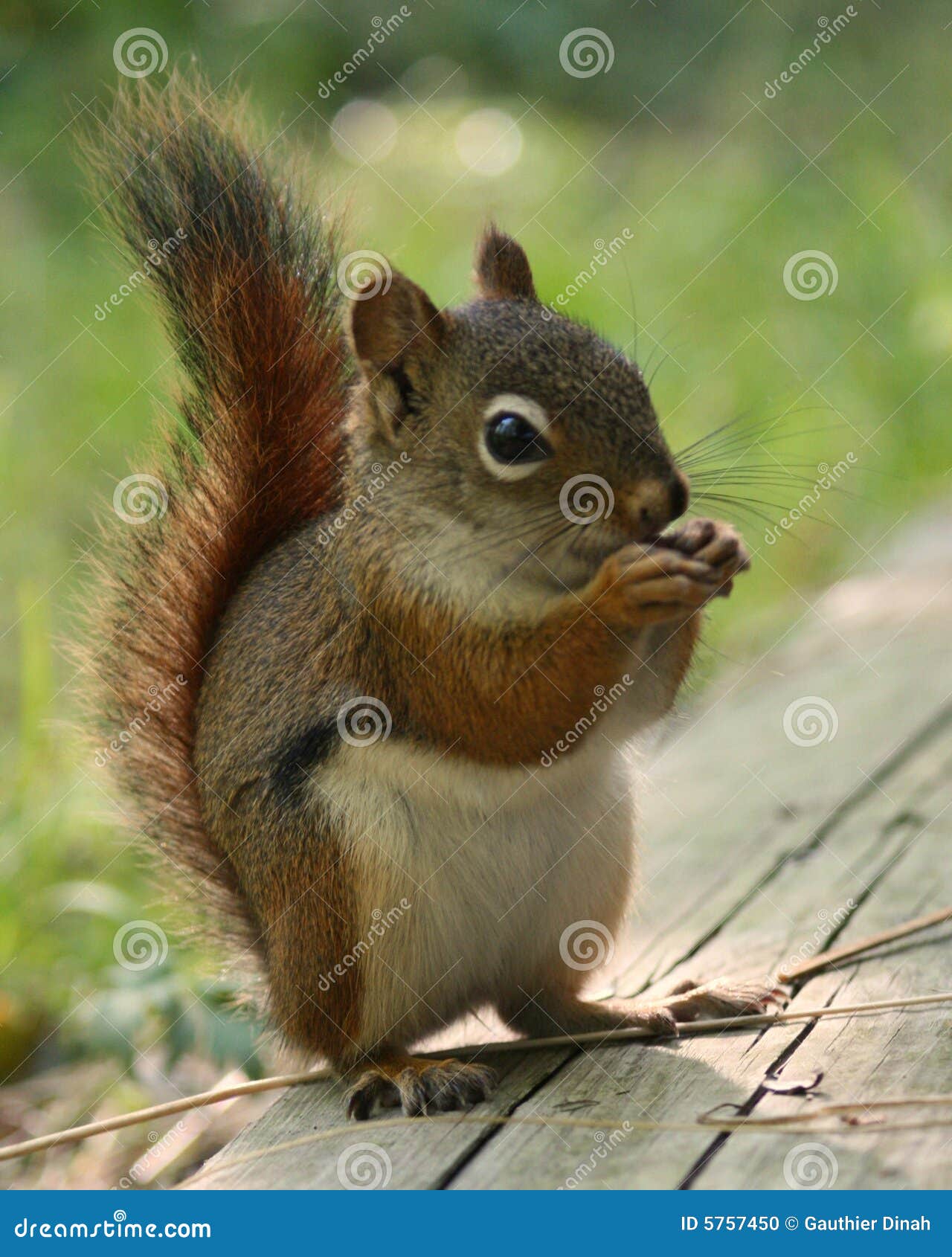 Little red Squirrel stock photo. Image of canada, bushy - 5757450
