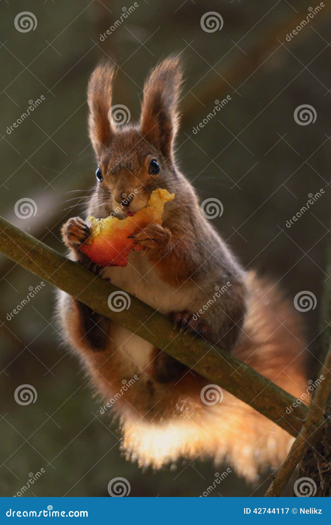 Little red squirrel stock image. Image of brown, animal - 42744117