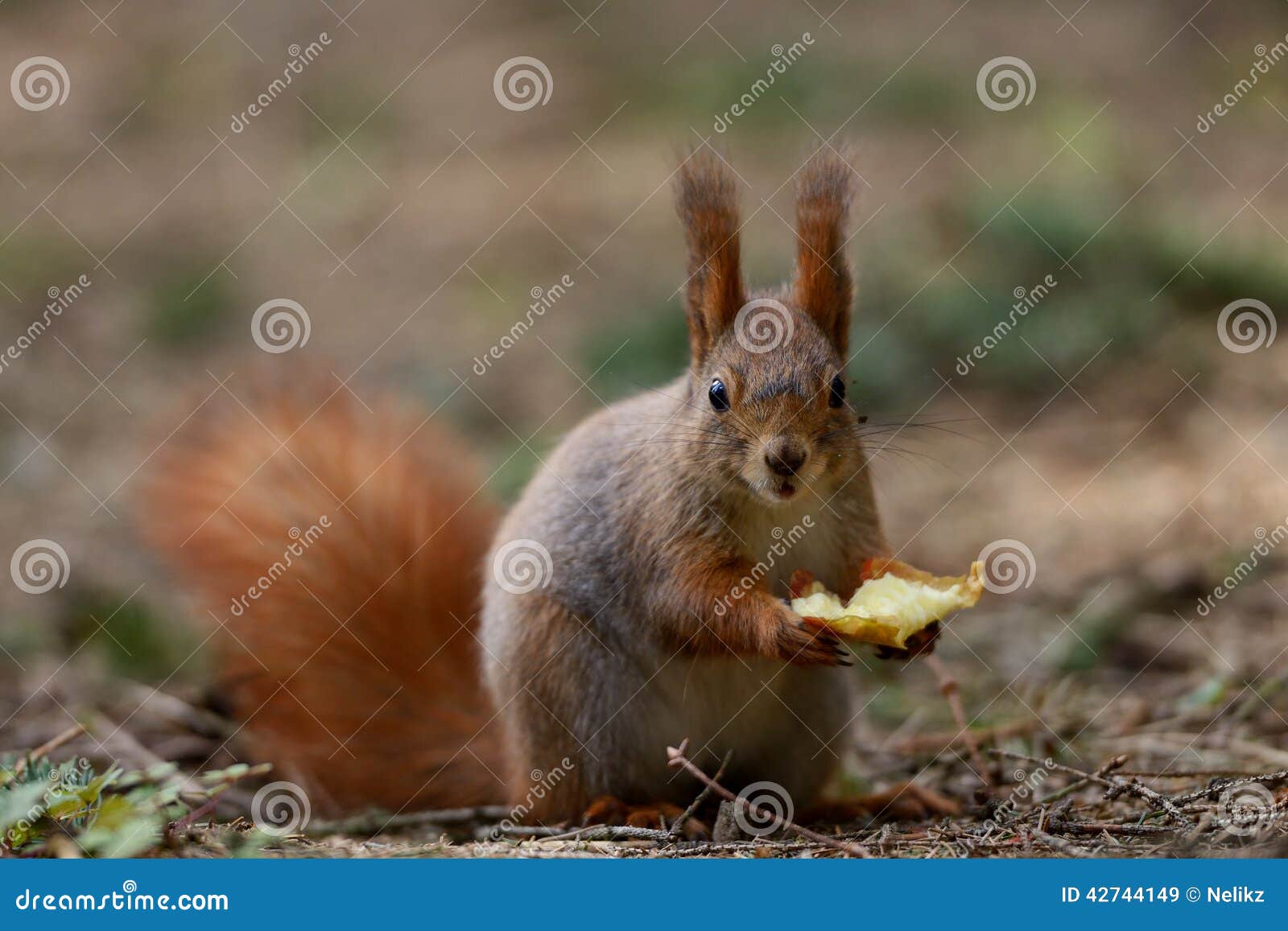 Little red squirrel stock image. Image of warm, green - 42744149