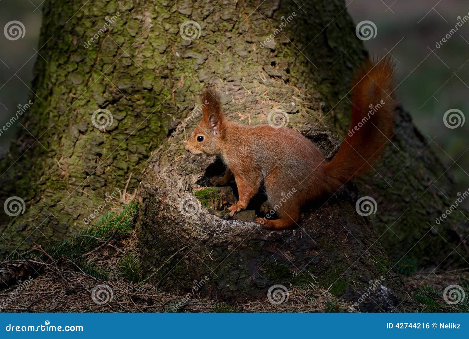 Little red squirrel stock photo. Image of orange, grove - 42744216