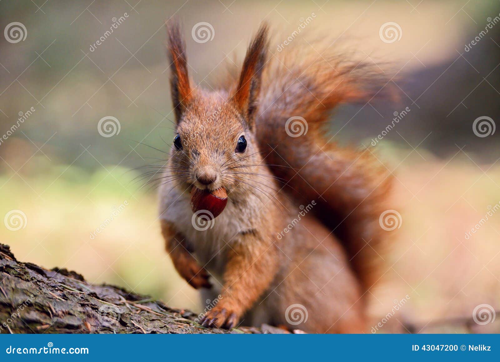 Little red squirrel stock photo. Image of vivid, grass - 43047200