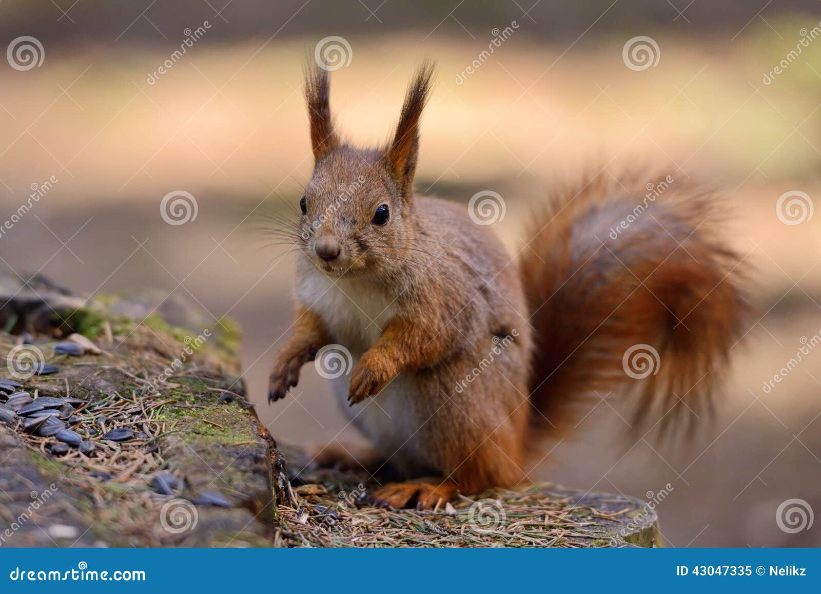 Little red squirrel stock image. Image of cute, freedom - 43047335