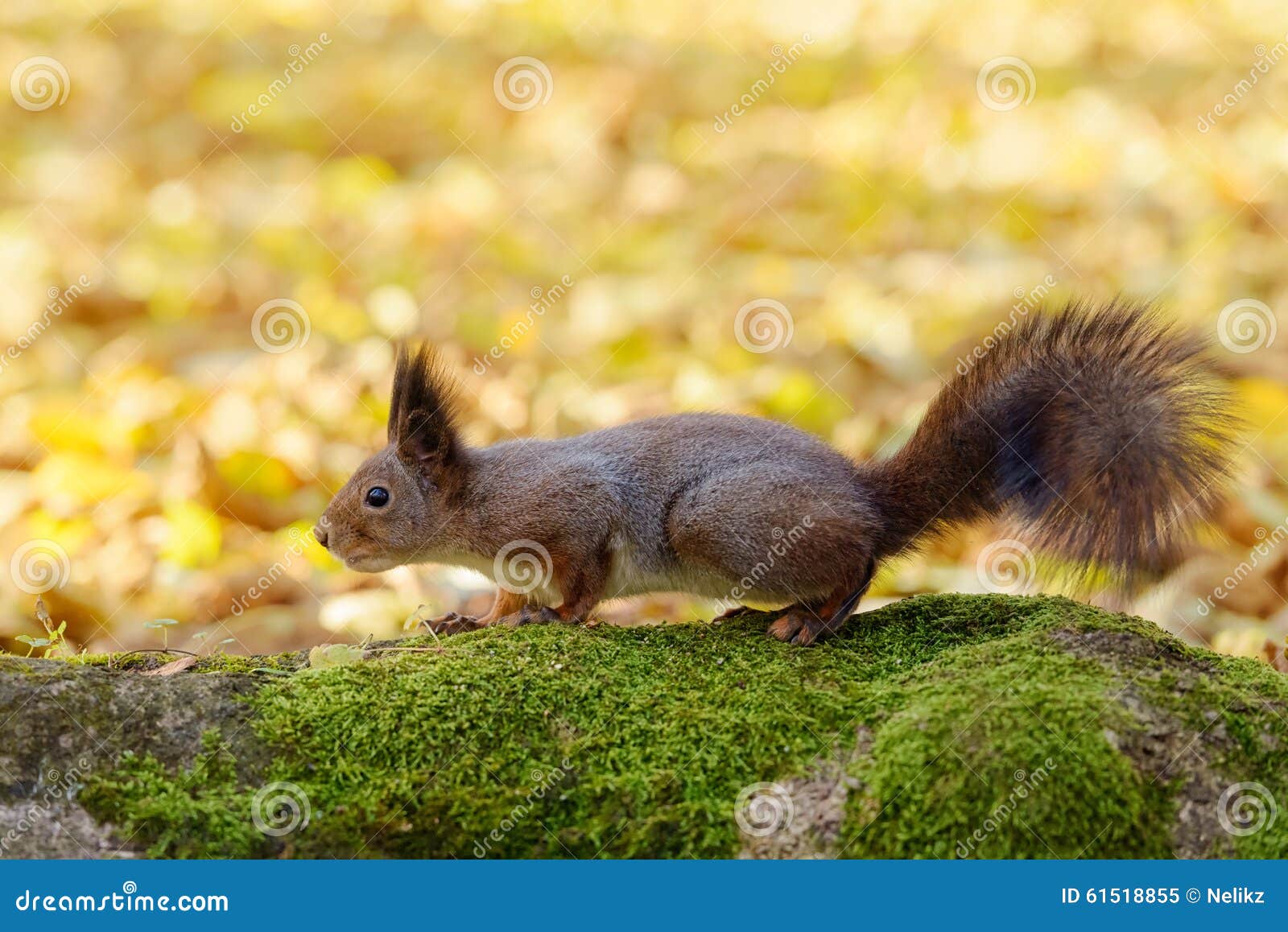 Little red squirrel stock image. Image of natural, freedom - 61518855
