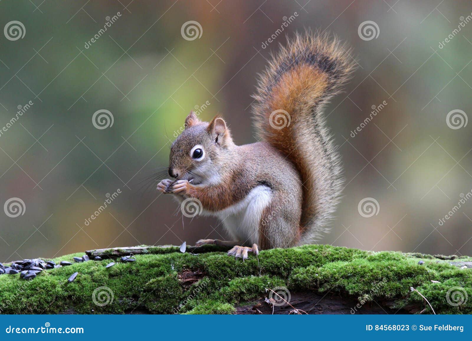 Little Red Squirrel in Fall Stock Image - Image of eats, green: 84568023
