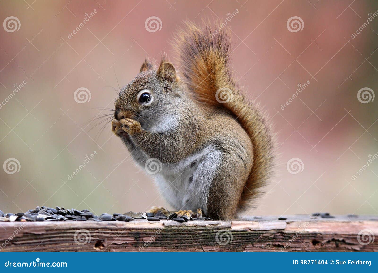 Little Red Squirrel in Fall Stock Photo - Image of american, cute: 98271404