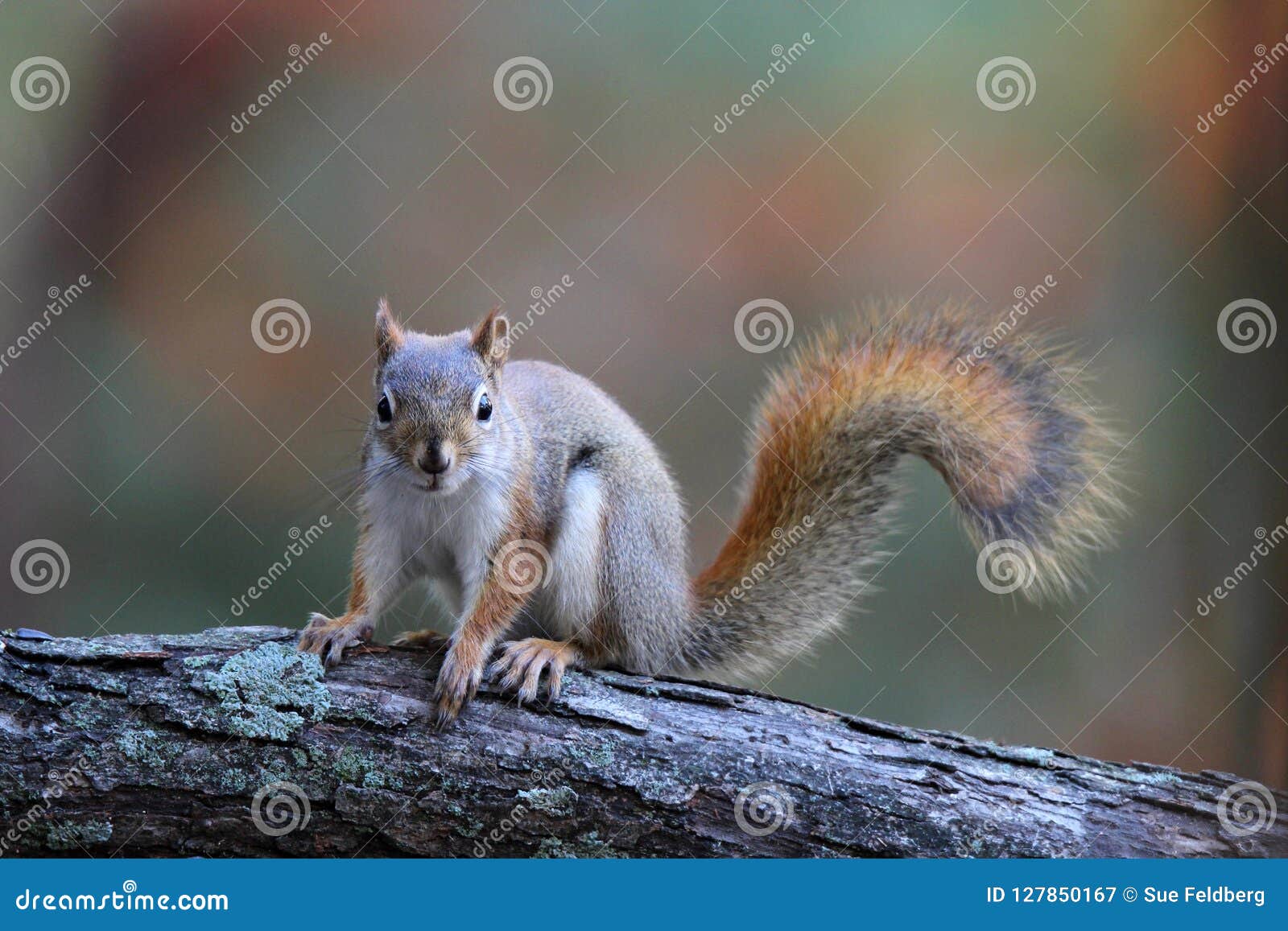 Little Red Squirrel in Fall Stock Image - Image of critter, tree: 127850167