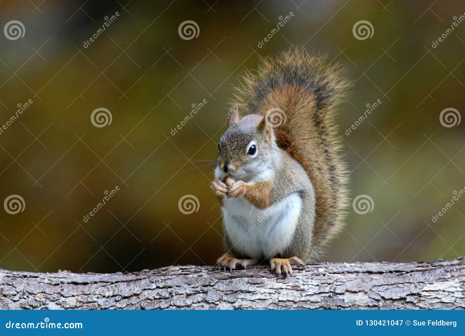 Little Red Squirrel in Fall Eating a Nut Stock Image - Image of nature ...