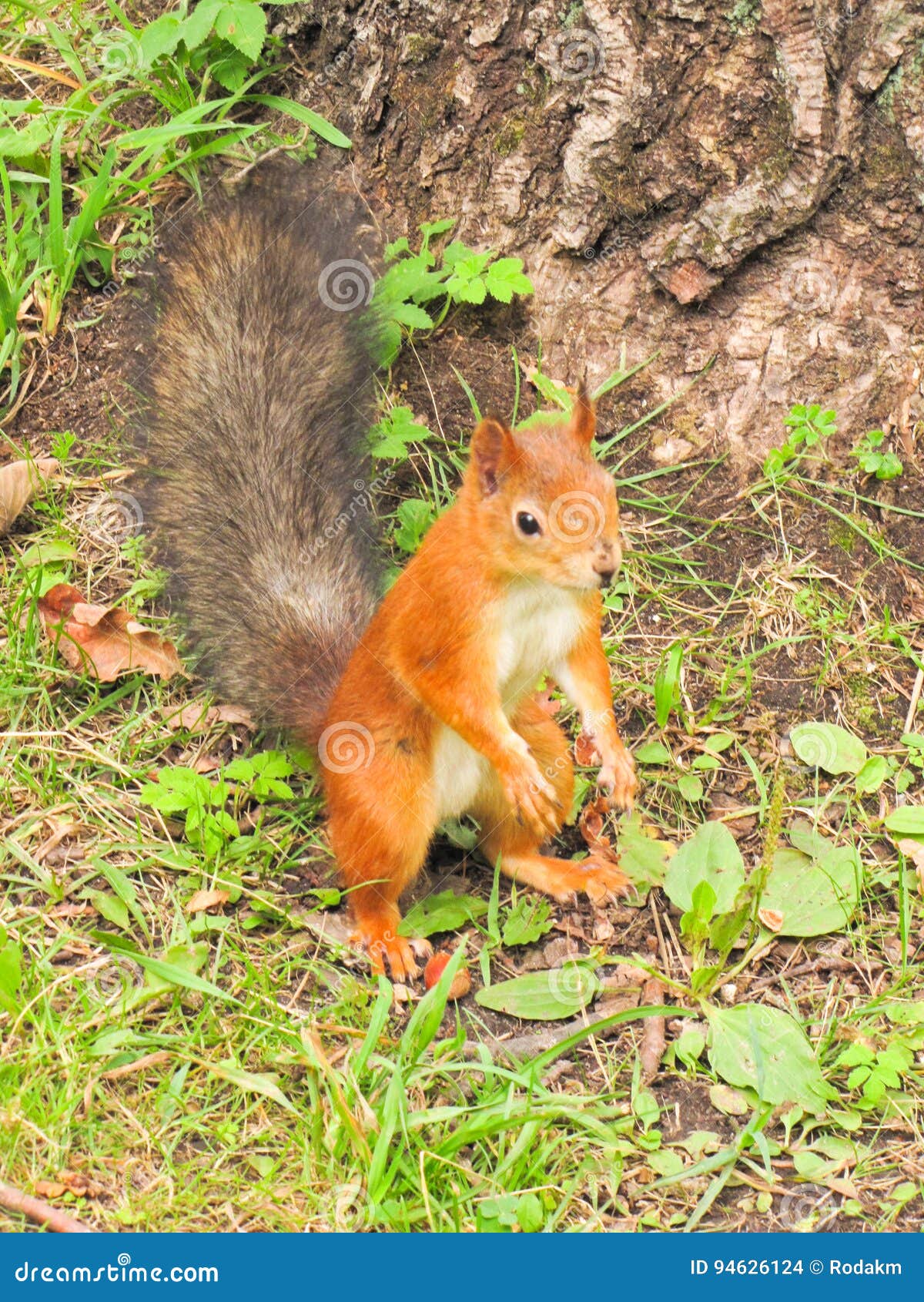 Little red squirrel stock photo. Image of feed, nature - 94626124