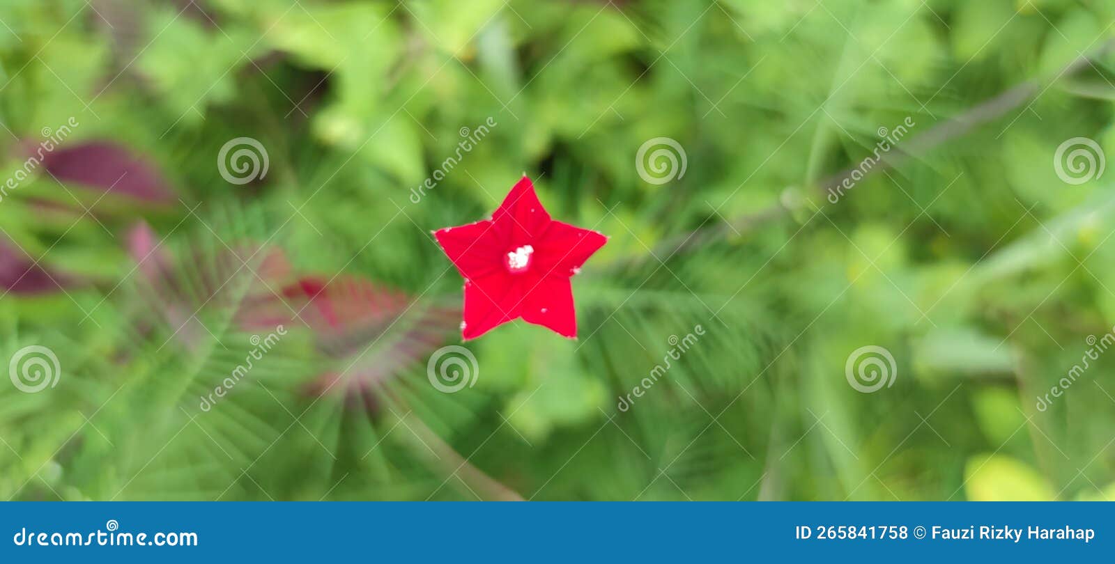 The Little Red Star Flower in the Morning Stock Photo - Image of petal ...