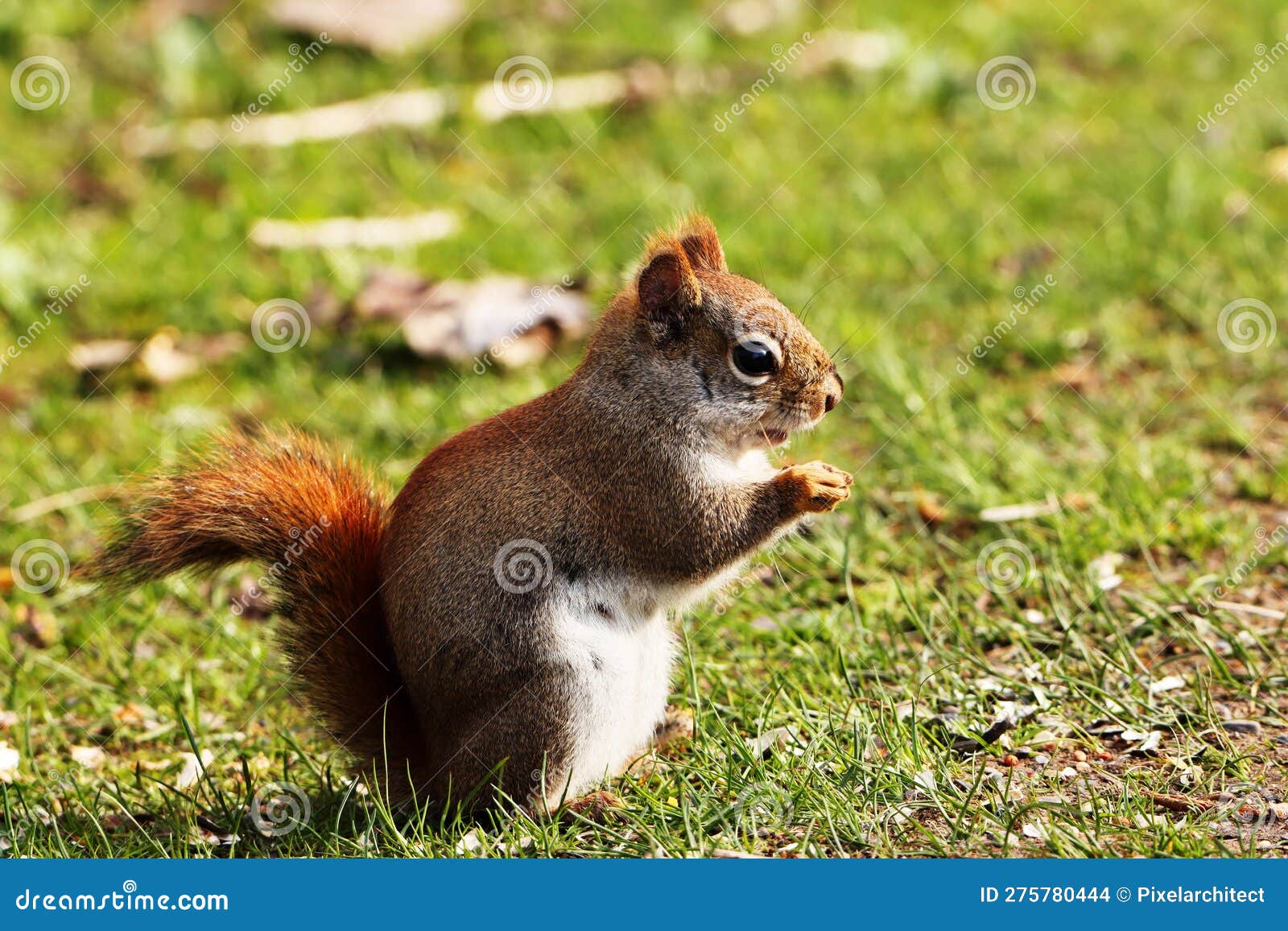 Red-Tailed Squirrel in Sunlight Stock Photo - Image of wildlife, grass ...