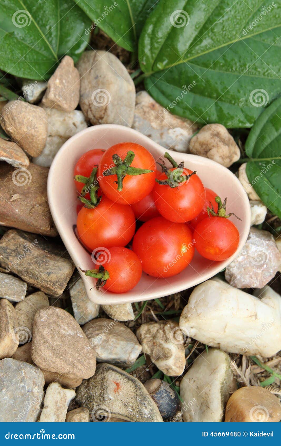 Little Red Tomato in Ceramic Bowl Stock Photo - Image of ingredient ...