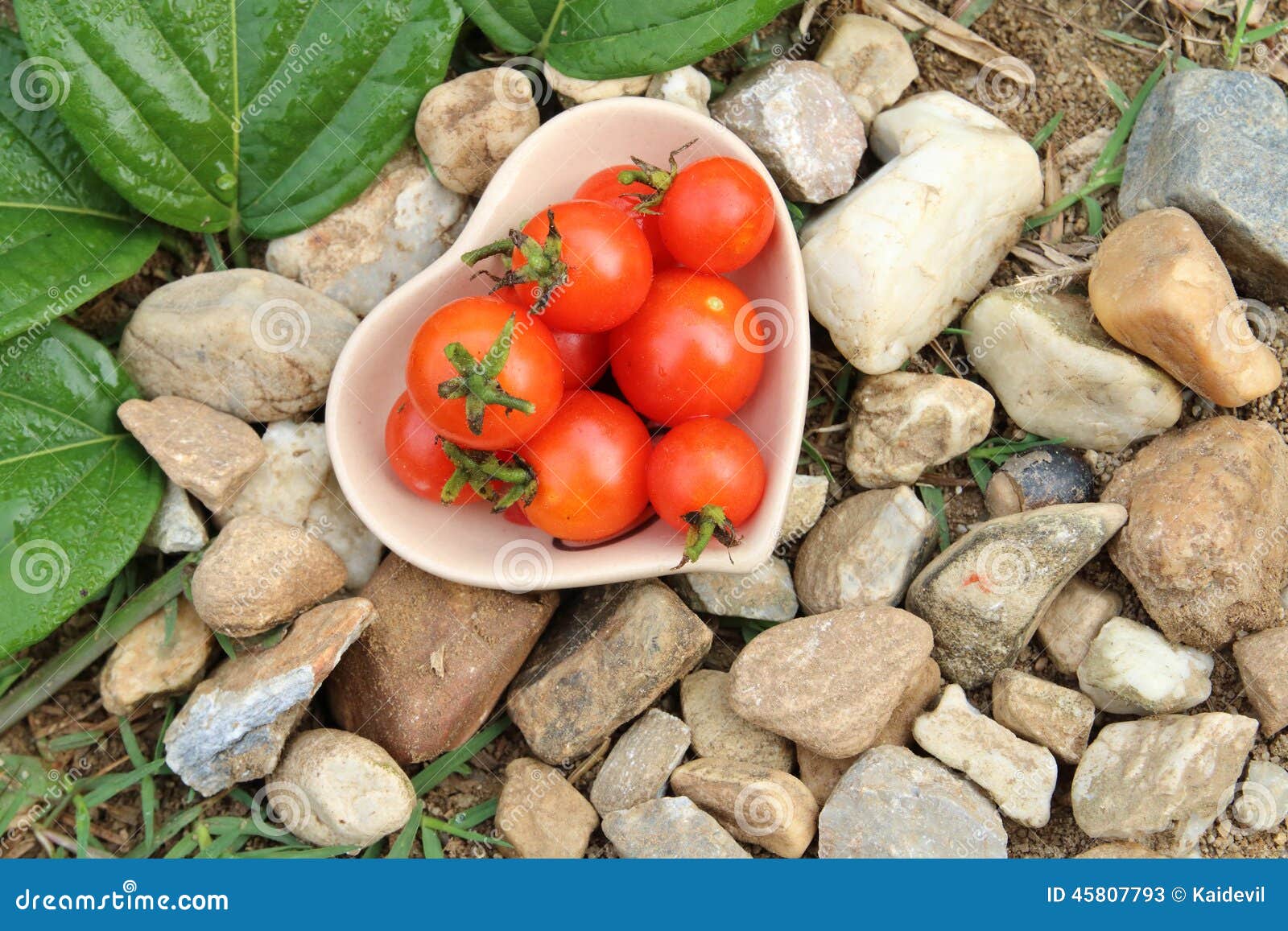 Little Red Tomato in Ceramic Bowl 2 Stock Image - Image of object ...