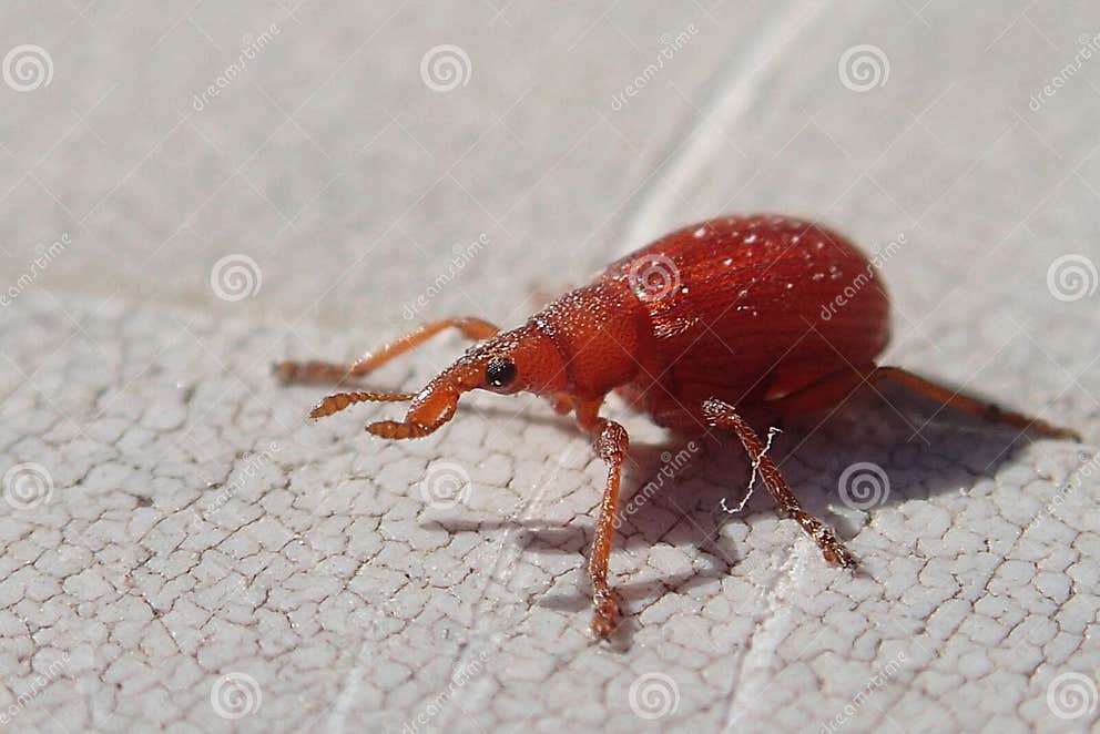 Red weevil, closer frame stock photo. Image of closer - 102875340