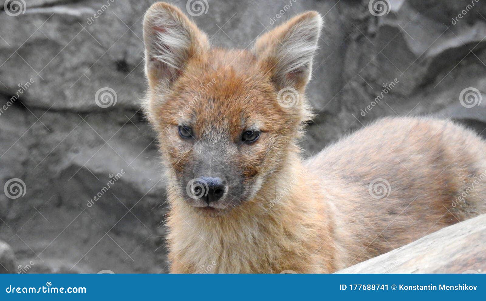 Little red wolf. stock image. Image of nature, animal - 177688741
