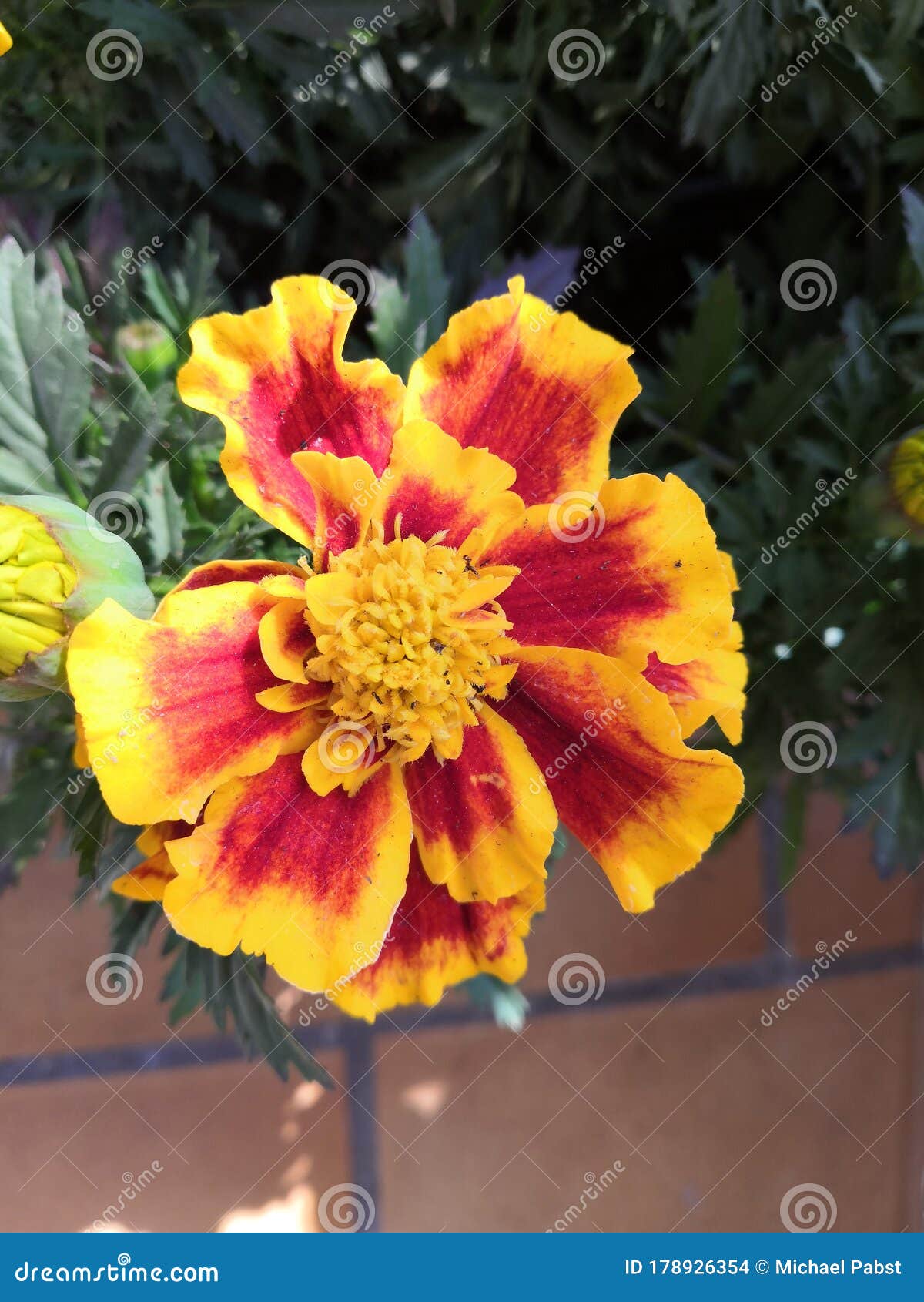 A Little Red and Yellow Flower Stock Photo - Image of petal, flower ...