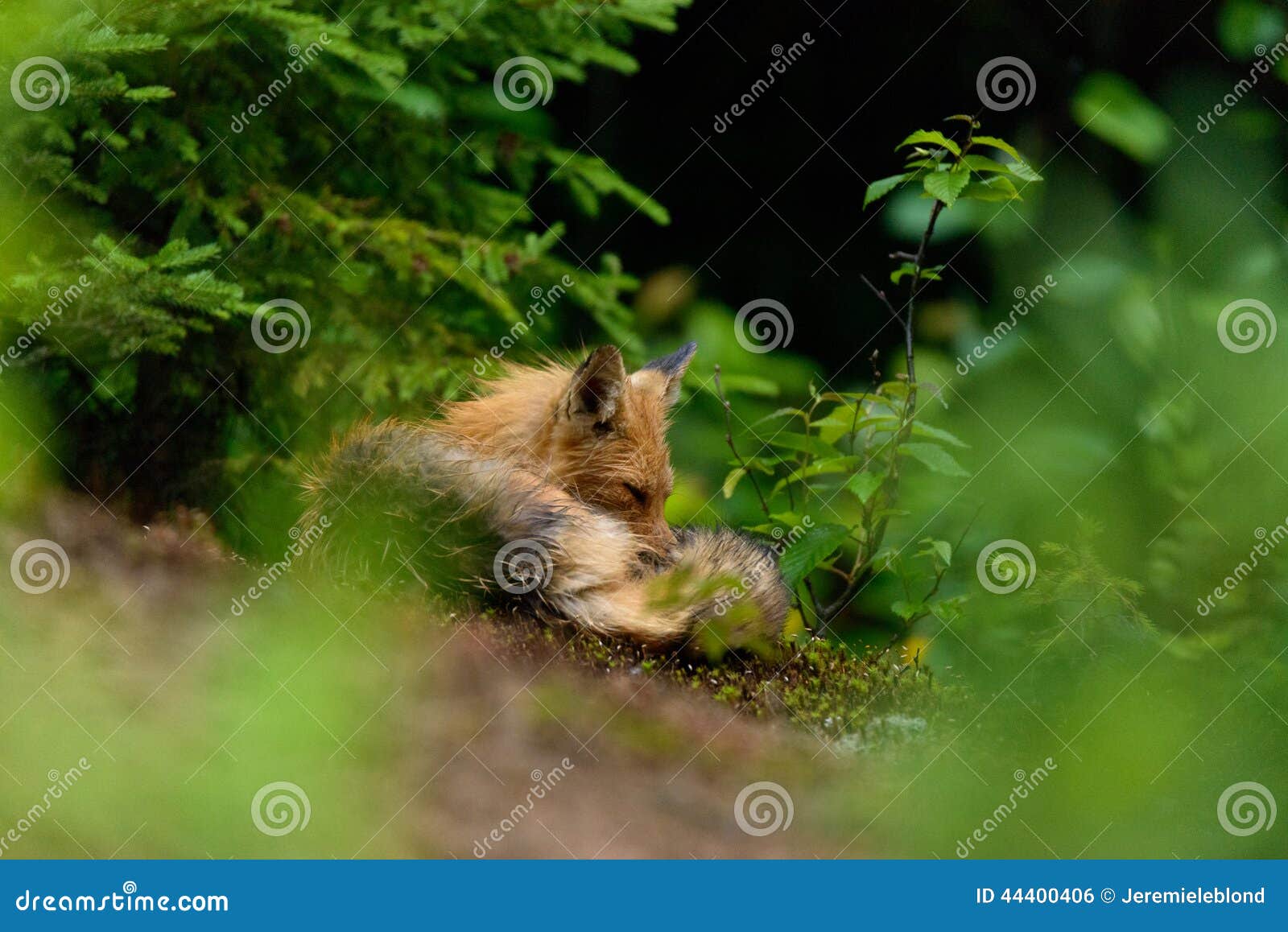 A little rest stock photo. Image of wildlife, animals - 44400406