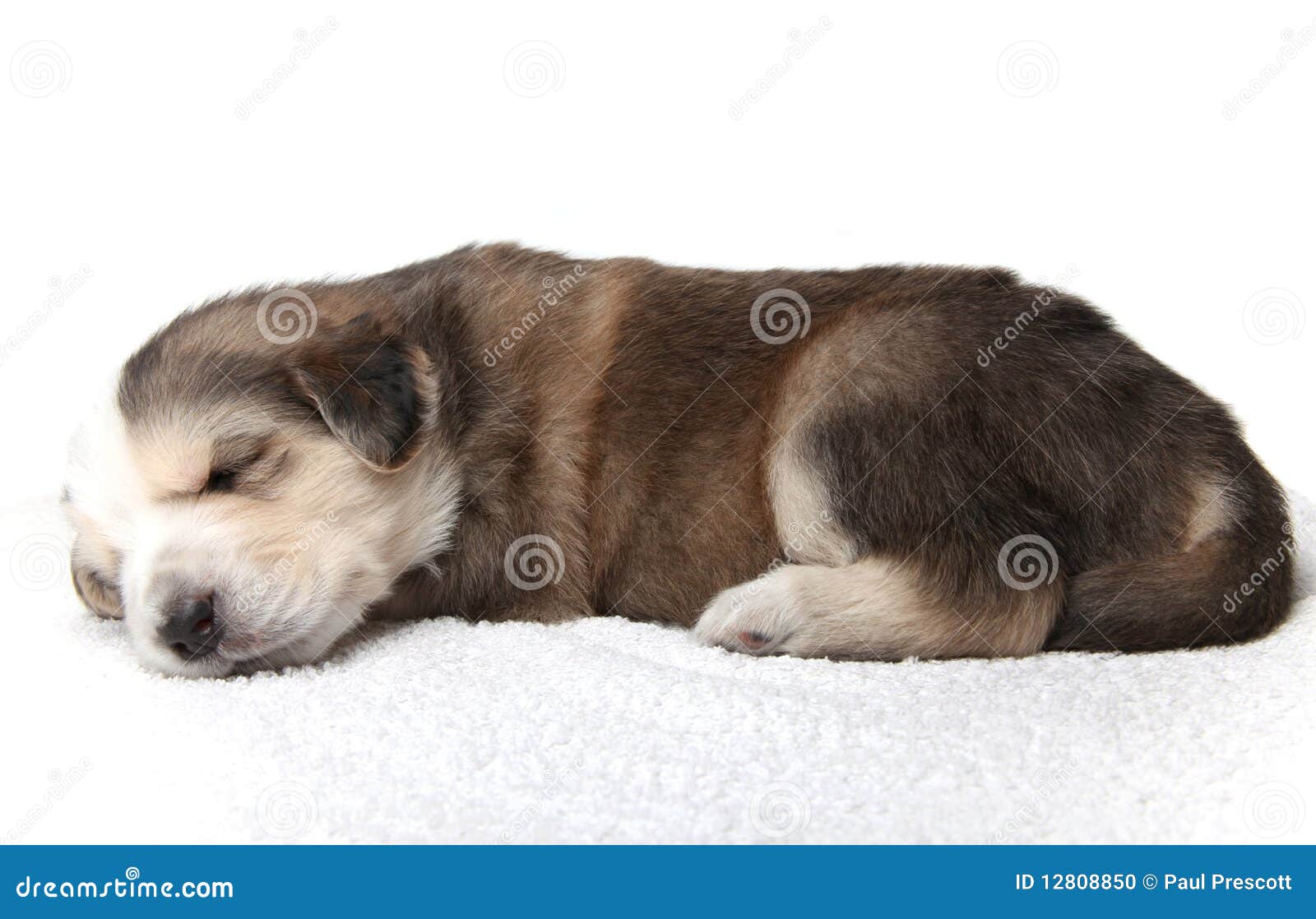 Little resting puppy stock photo. Image of asleep, isolated - 12808850