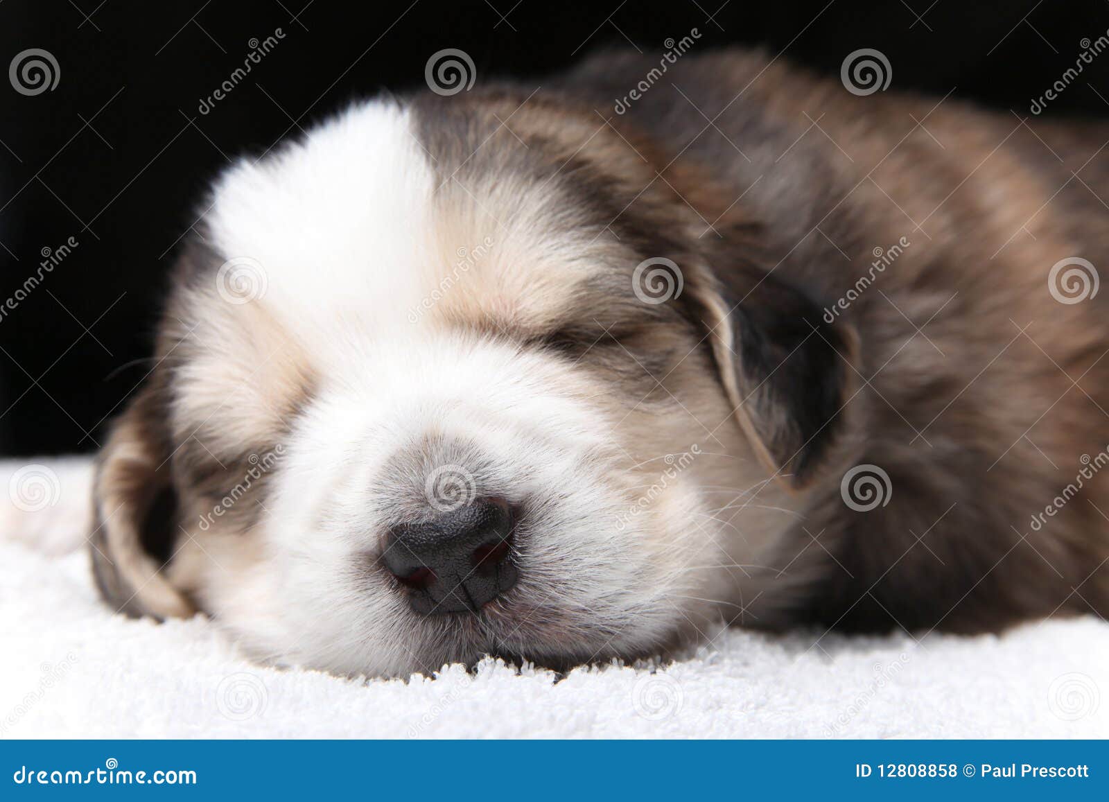 Little resting puppy stock photo. Image of furry, laying - 12808858