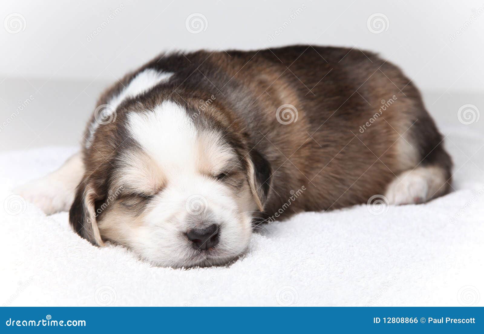 Little resting puppy stock photo. Image of lying, happy - 12808866