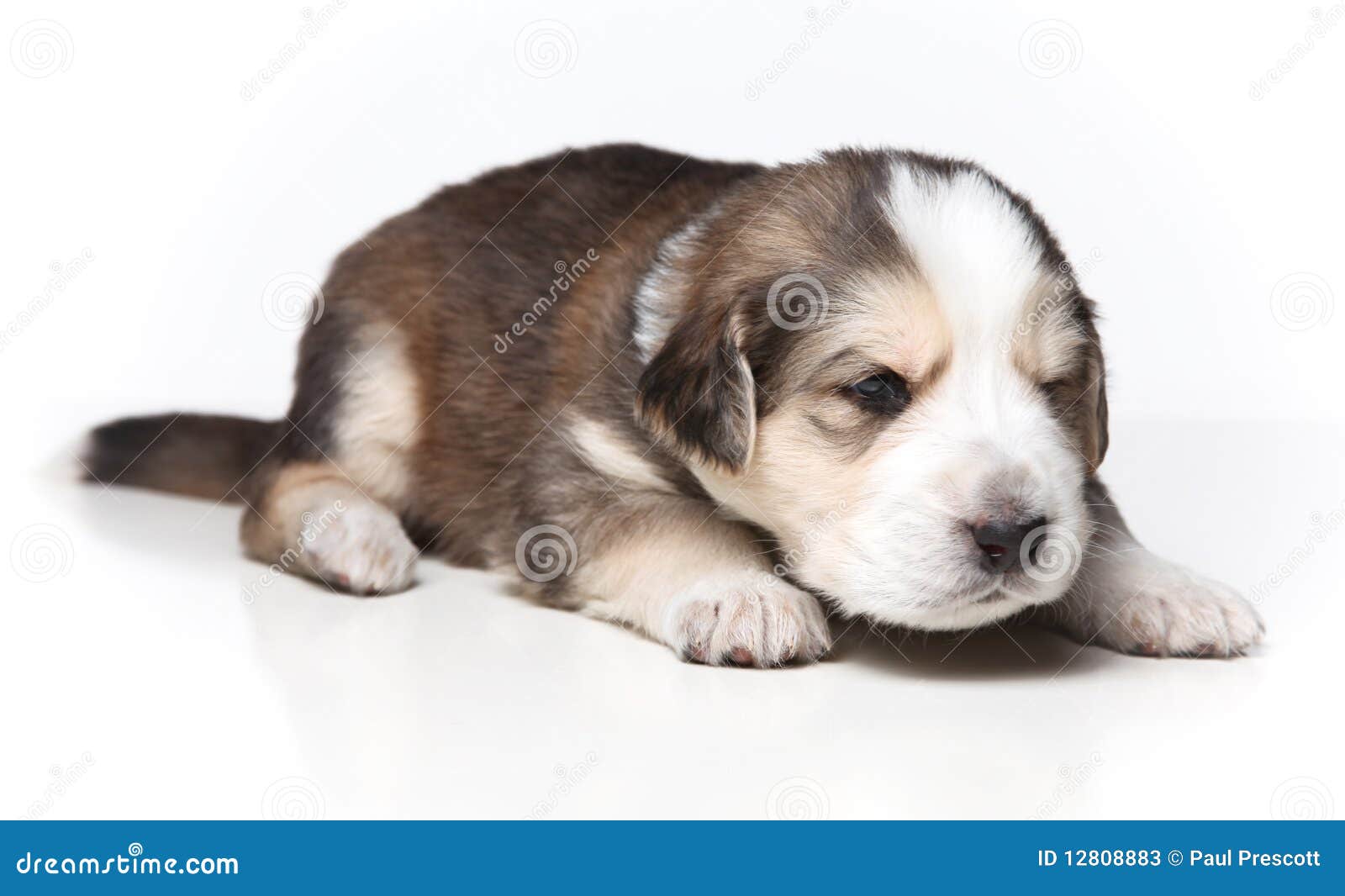 Little resting puppy stock image. Image of spotted, happy - 12808883