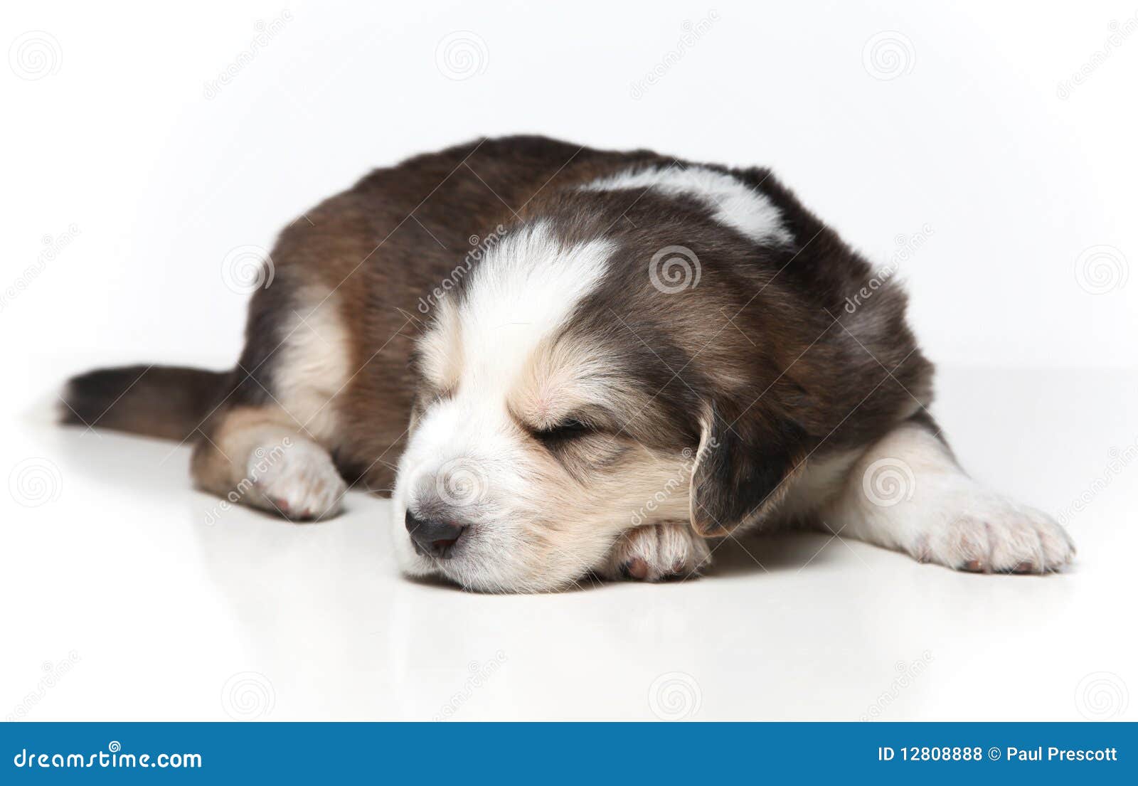 Little resting puppy stock photo. Image of lying, creature - 12808888