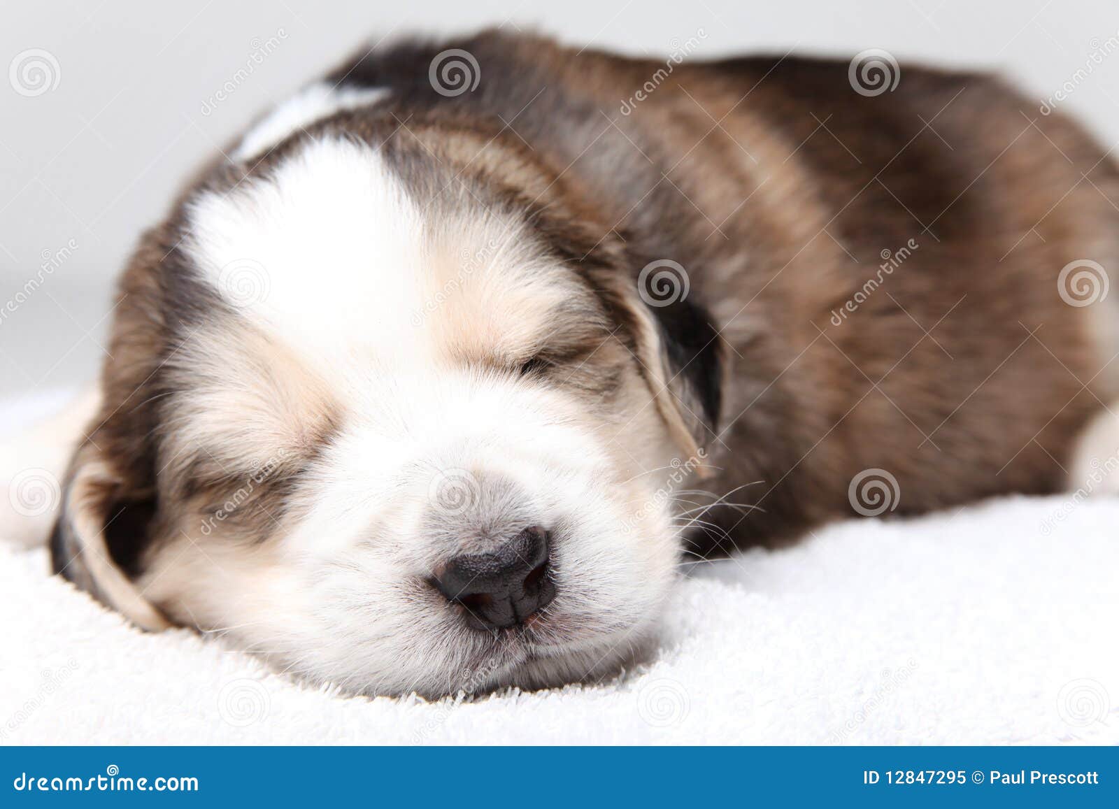 Little resting puppy stock image. Image of friend, pedigree - 12847295