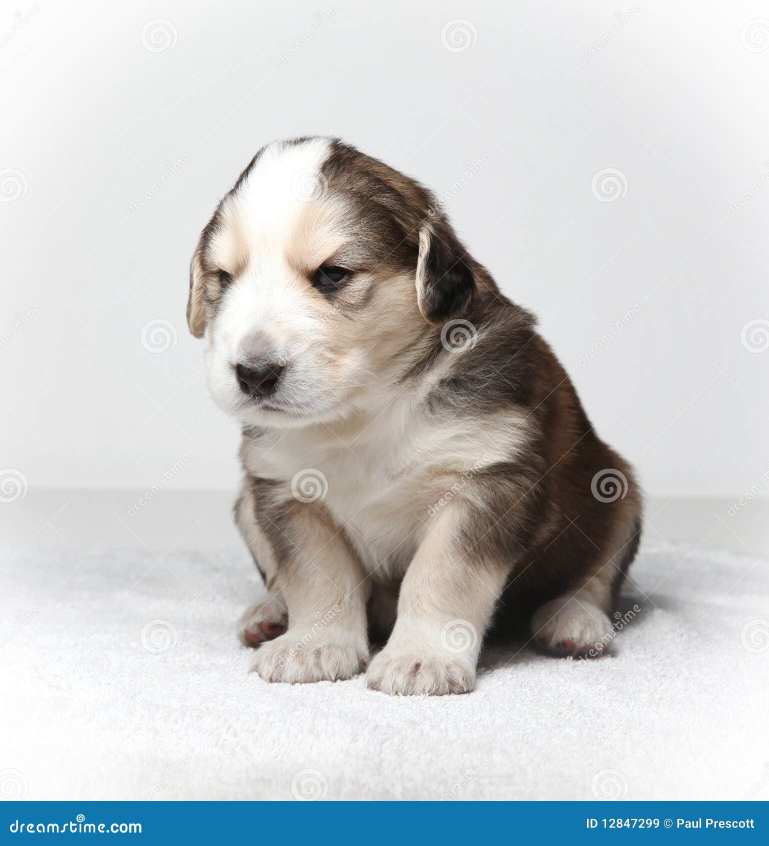 Little resting puppy stock image. Image of cute, pedigreed - 12847299