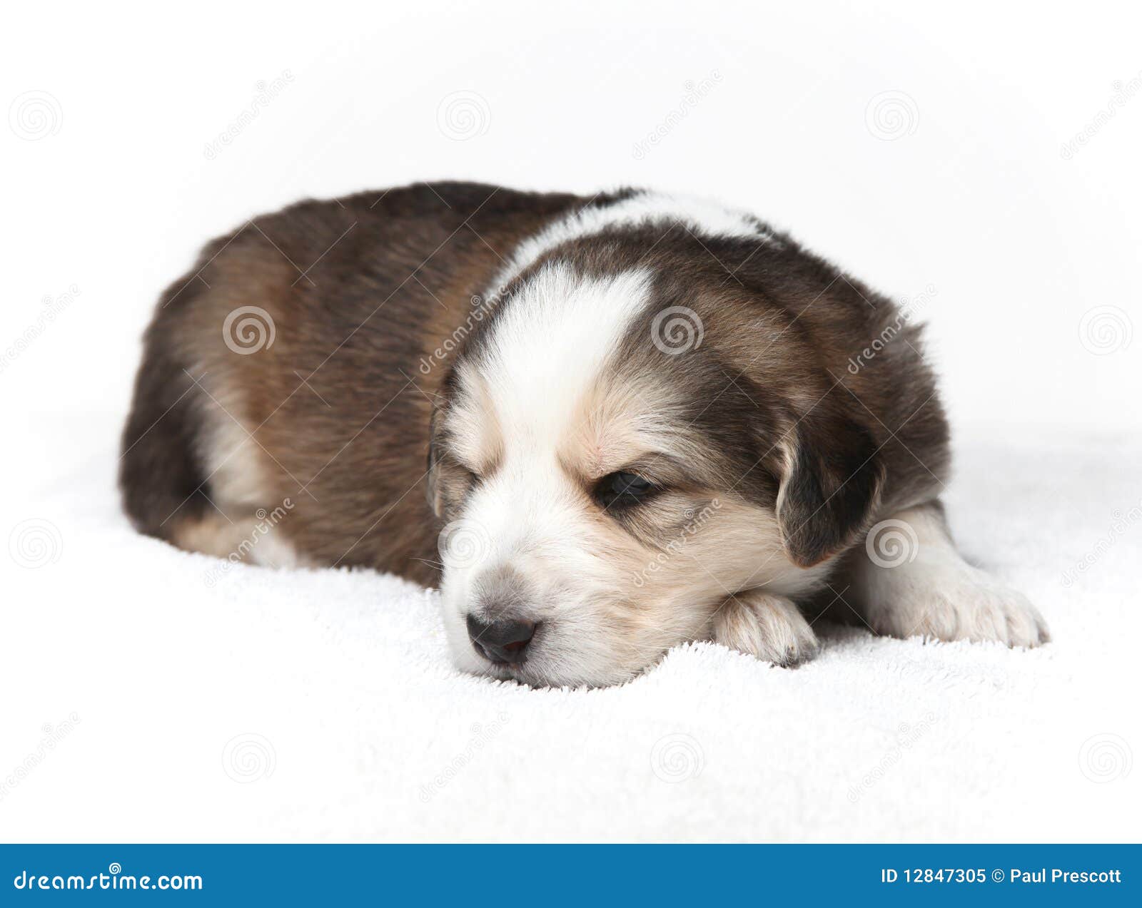 Little resting puppy stock image. Image of little, portrait - 12847305