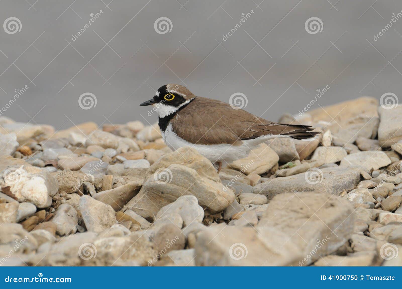 Little Ringed Plover Bird (Charadrius Dubius) Stock Photo - Image of ...