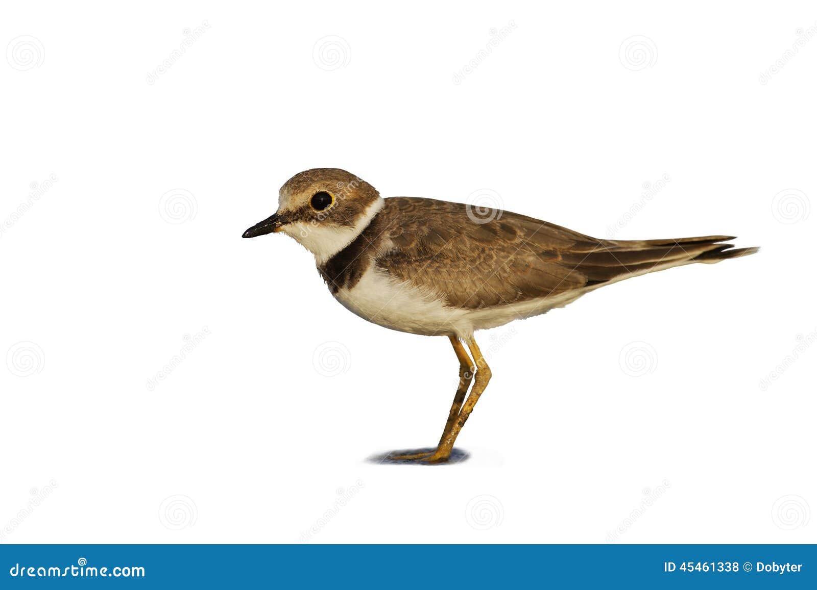 Little Ringed Plover ( Charadrius Dubius ). Stock Photo - Image of wild ...