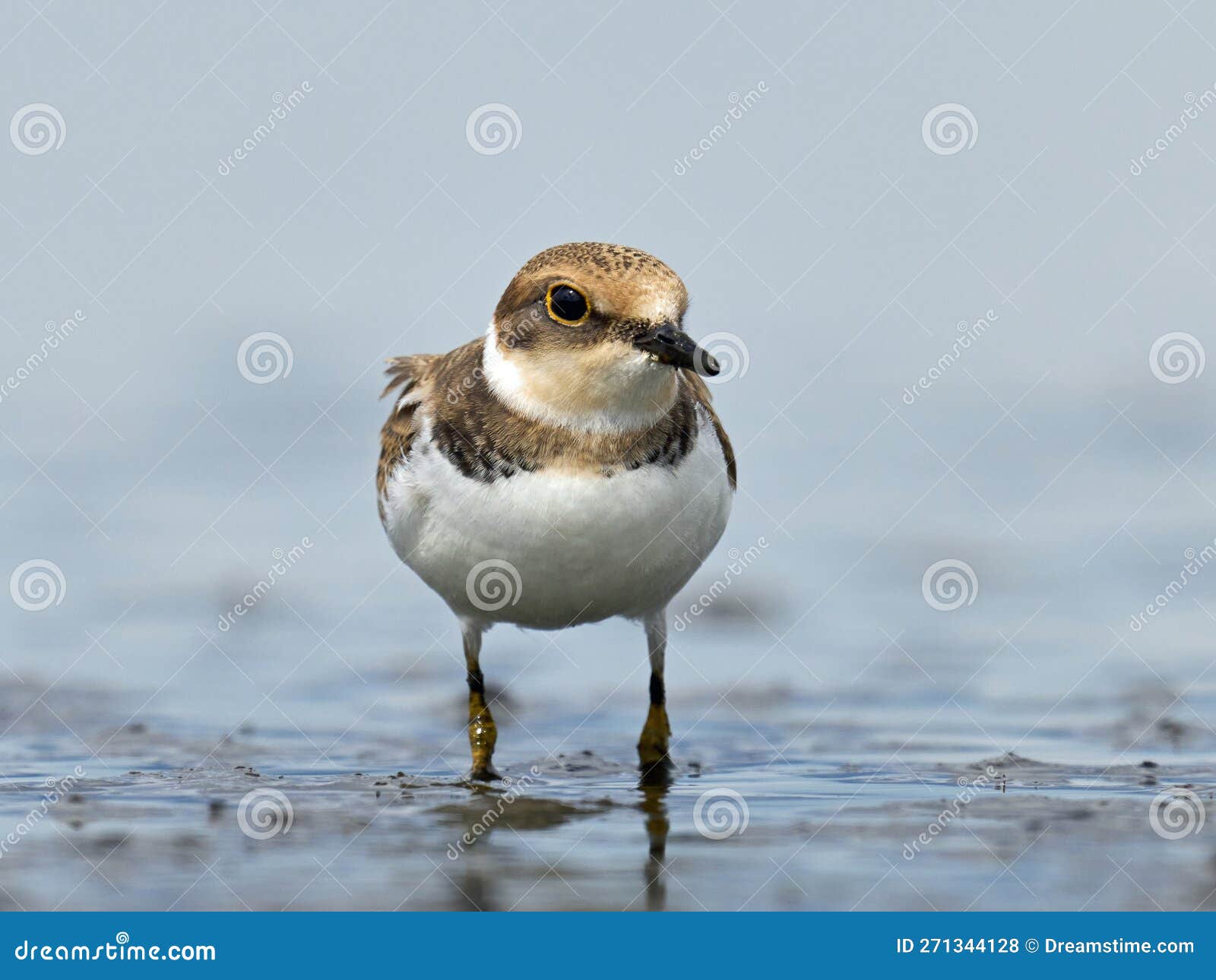 Ringet Stock Photos - Free & Royalty-Free Stock Photos from Dreamstime