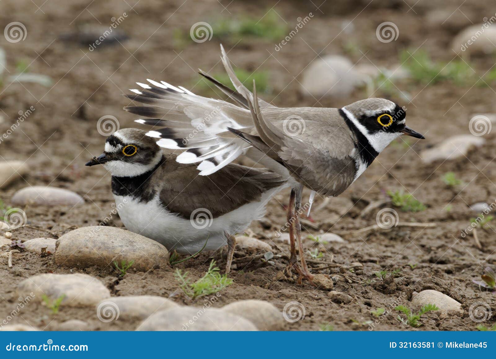 Little-ringed Plover, Charadrius Dubius Stock Image - Image of plover ...