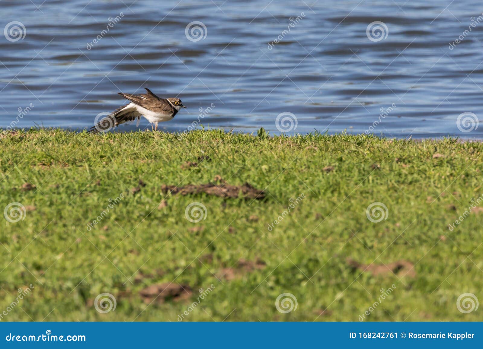 Little Ringed Plover Charadrius Dubius Stock Image - Image of claws ...