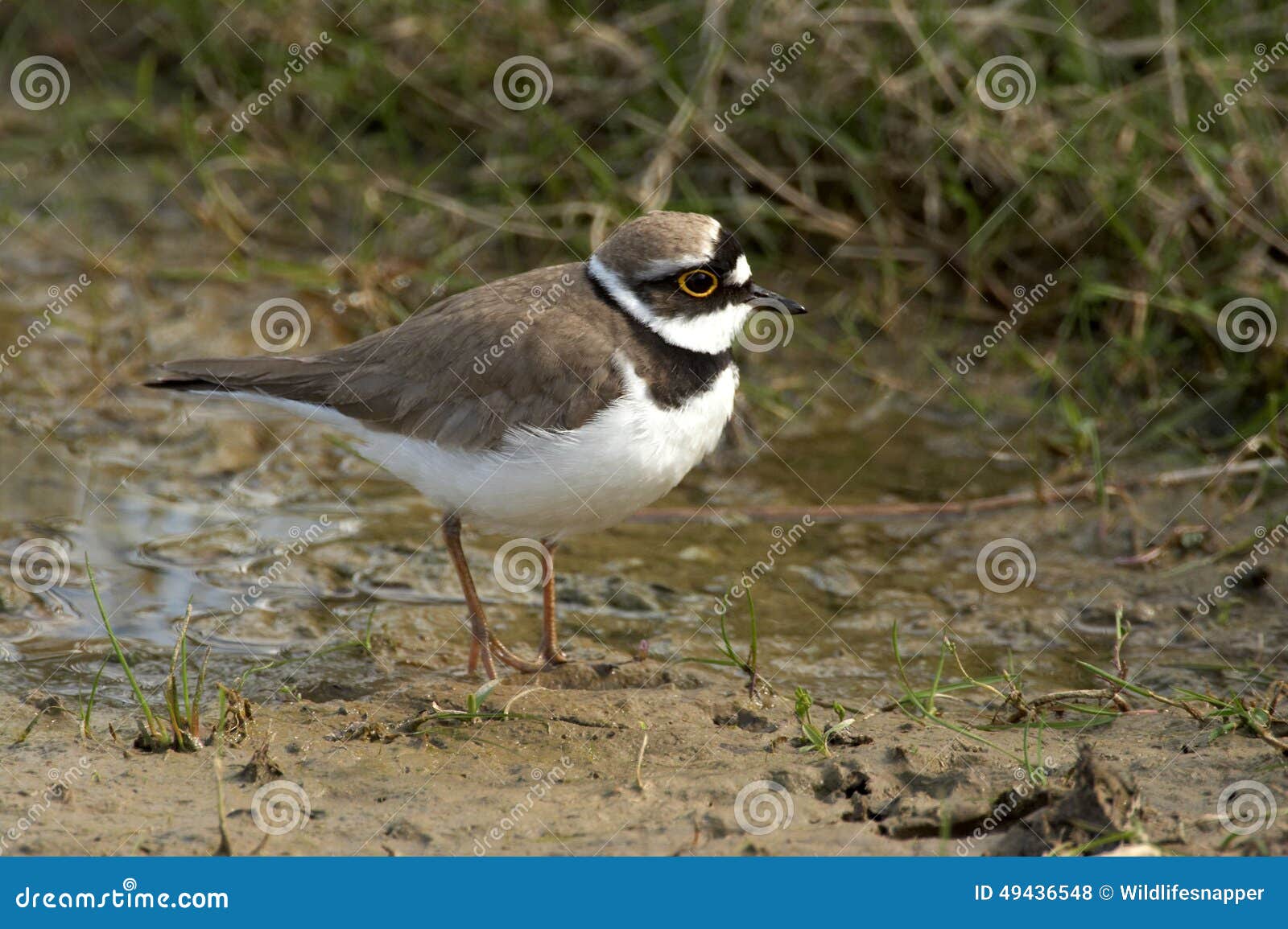 Little Ringed Plover - Charadrius Dubius Stock Photo - Image of pond ...
