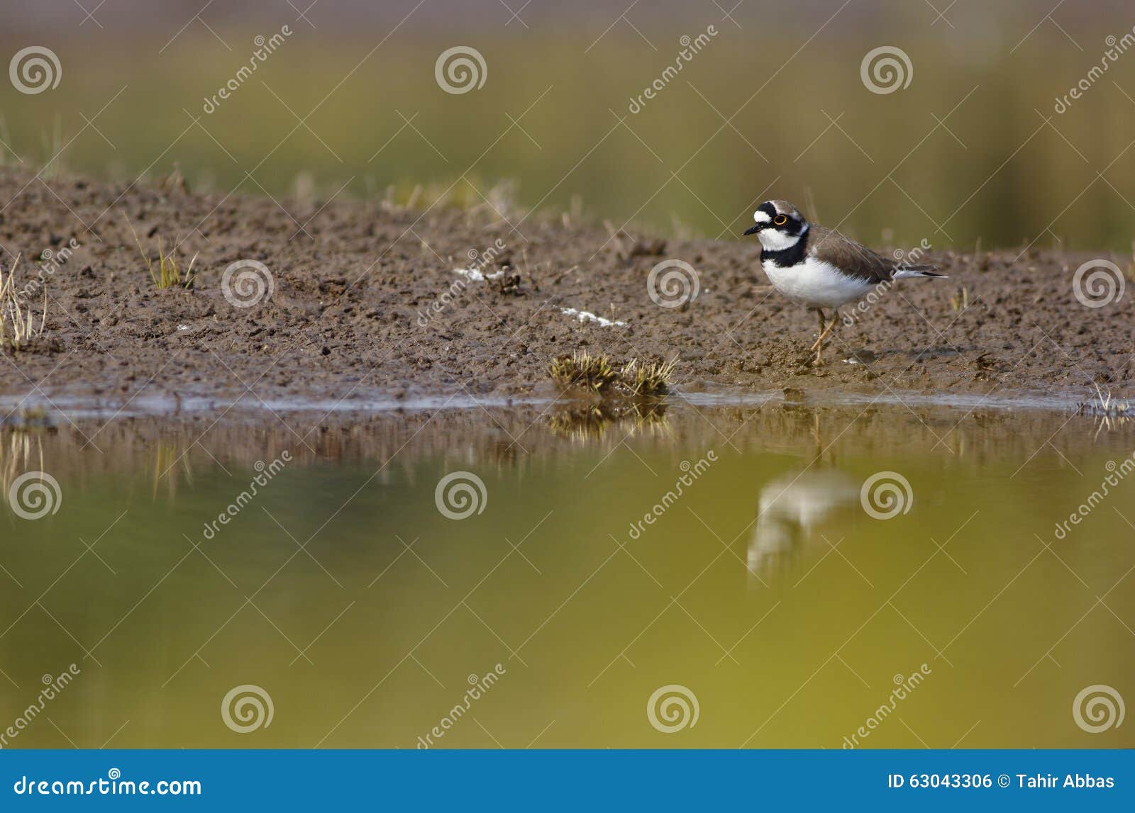 Little Ringed Plover stock photo. Image of brown, outdoors - 63043306