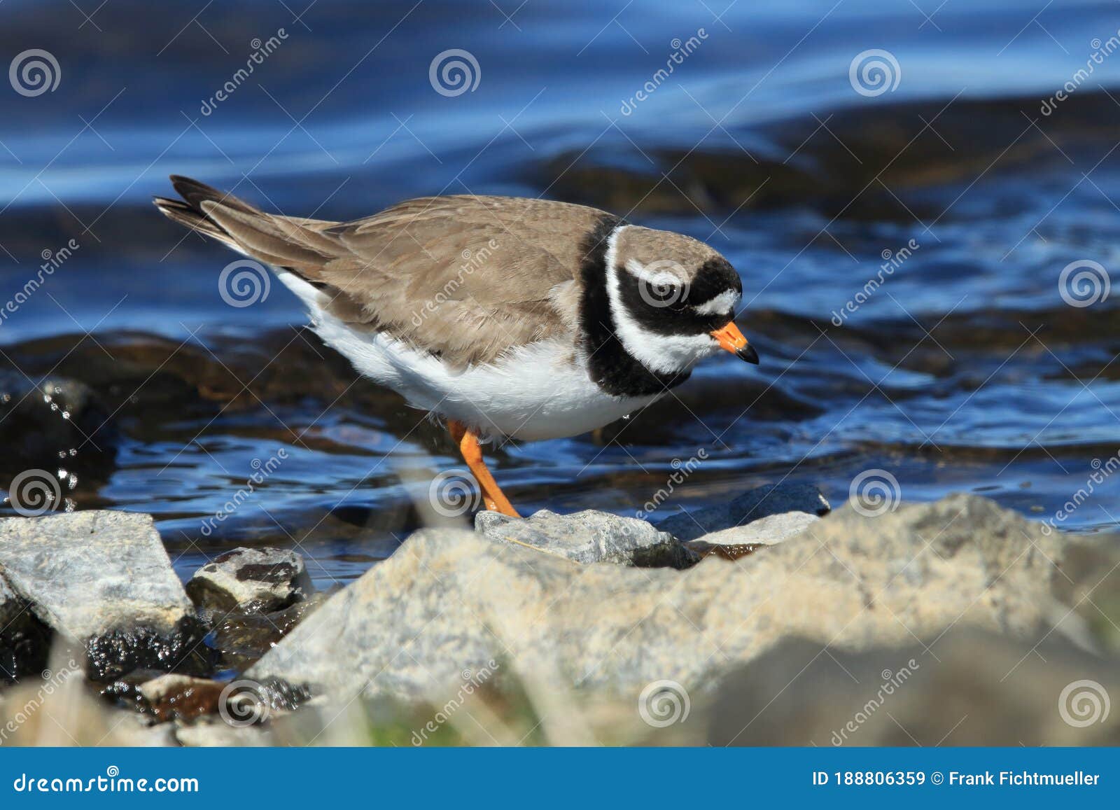 Little Ringed Plover, Iceland Stock Image - Image of iceland, comic ...
